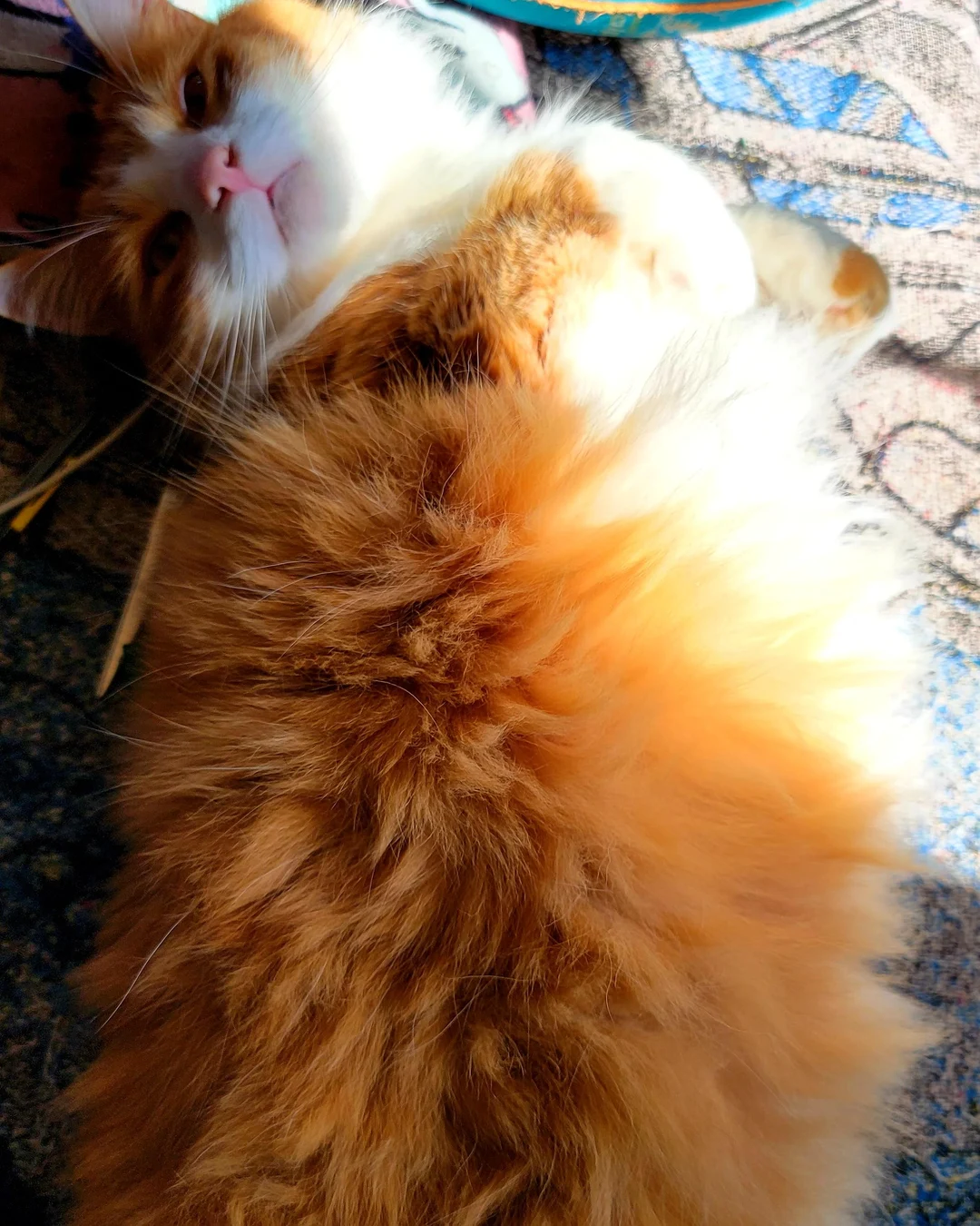 My floof basking in the sun | Scrolller