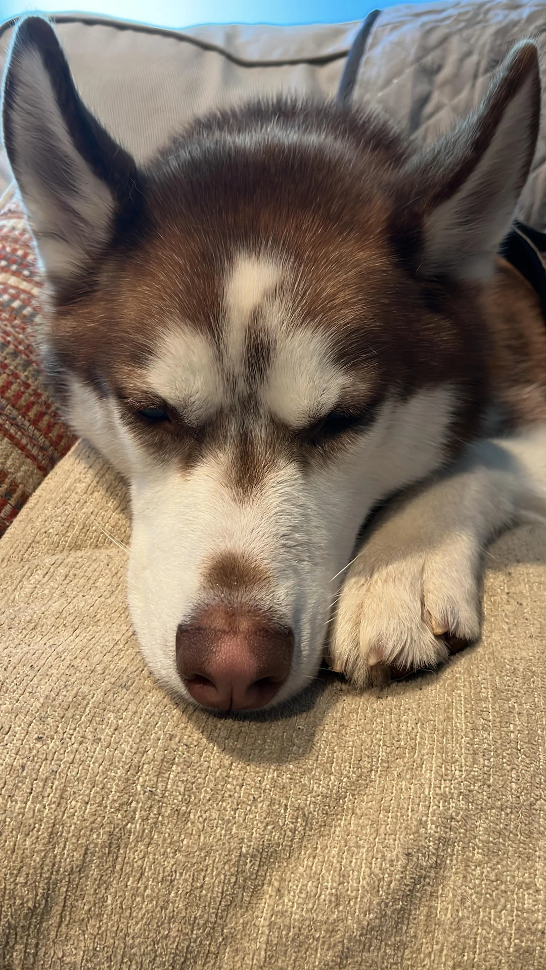 After run relaxing naps on the couch | Scrolller