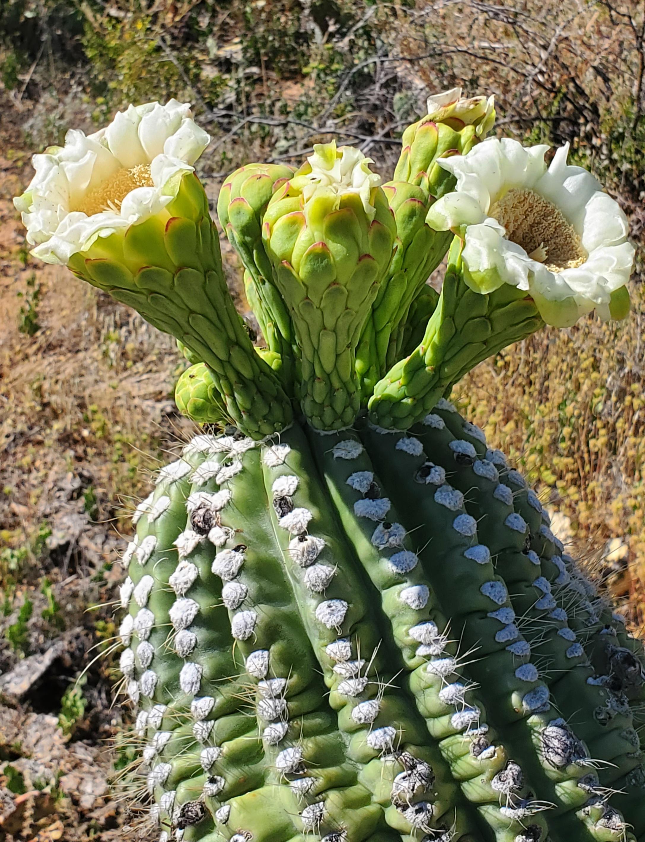 Saguaro, Tucson | Scrolller