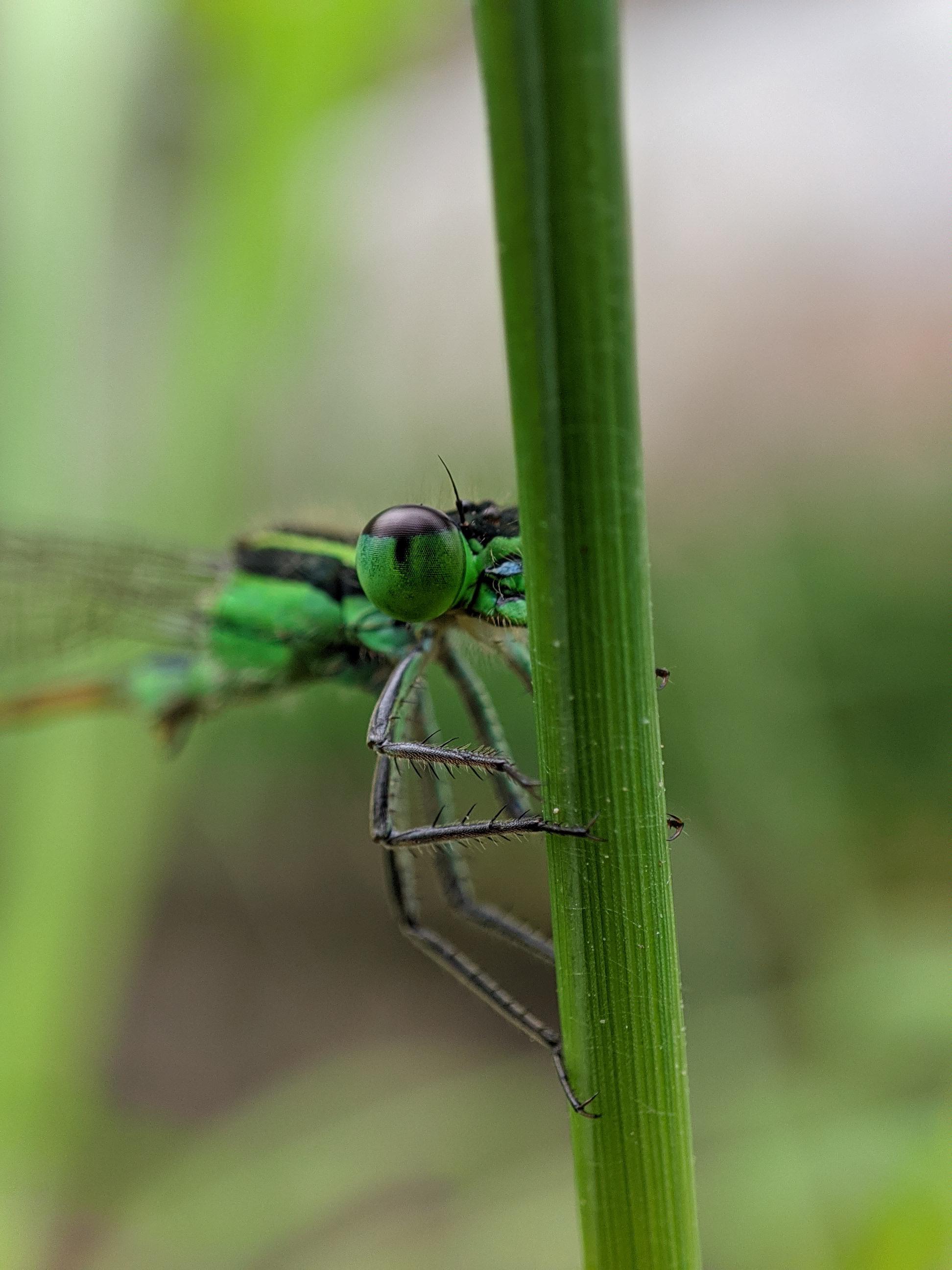Macro shot of a Damselfly | Scrolller