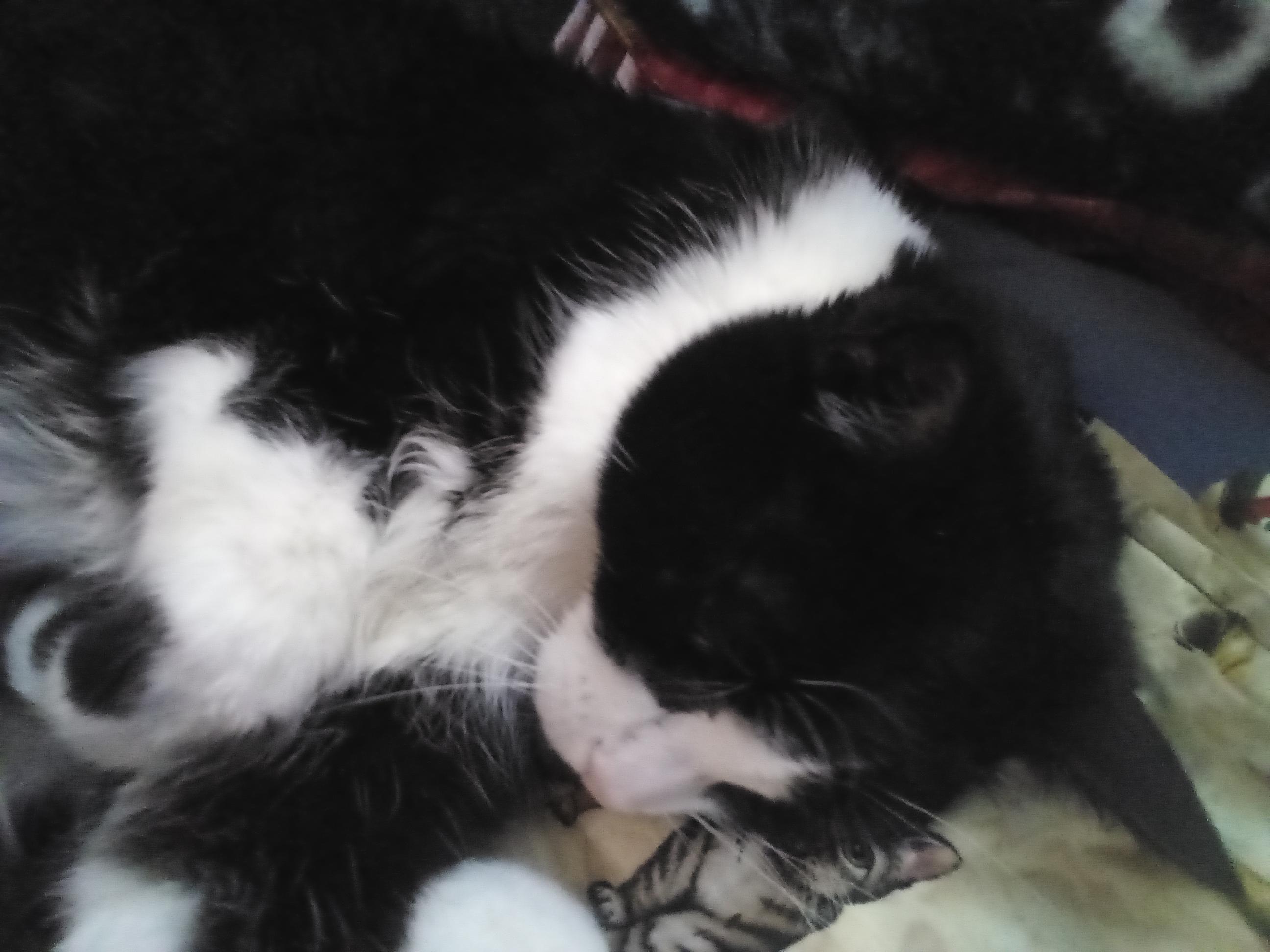 Her Name Was Momo Scrolller
