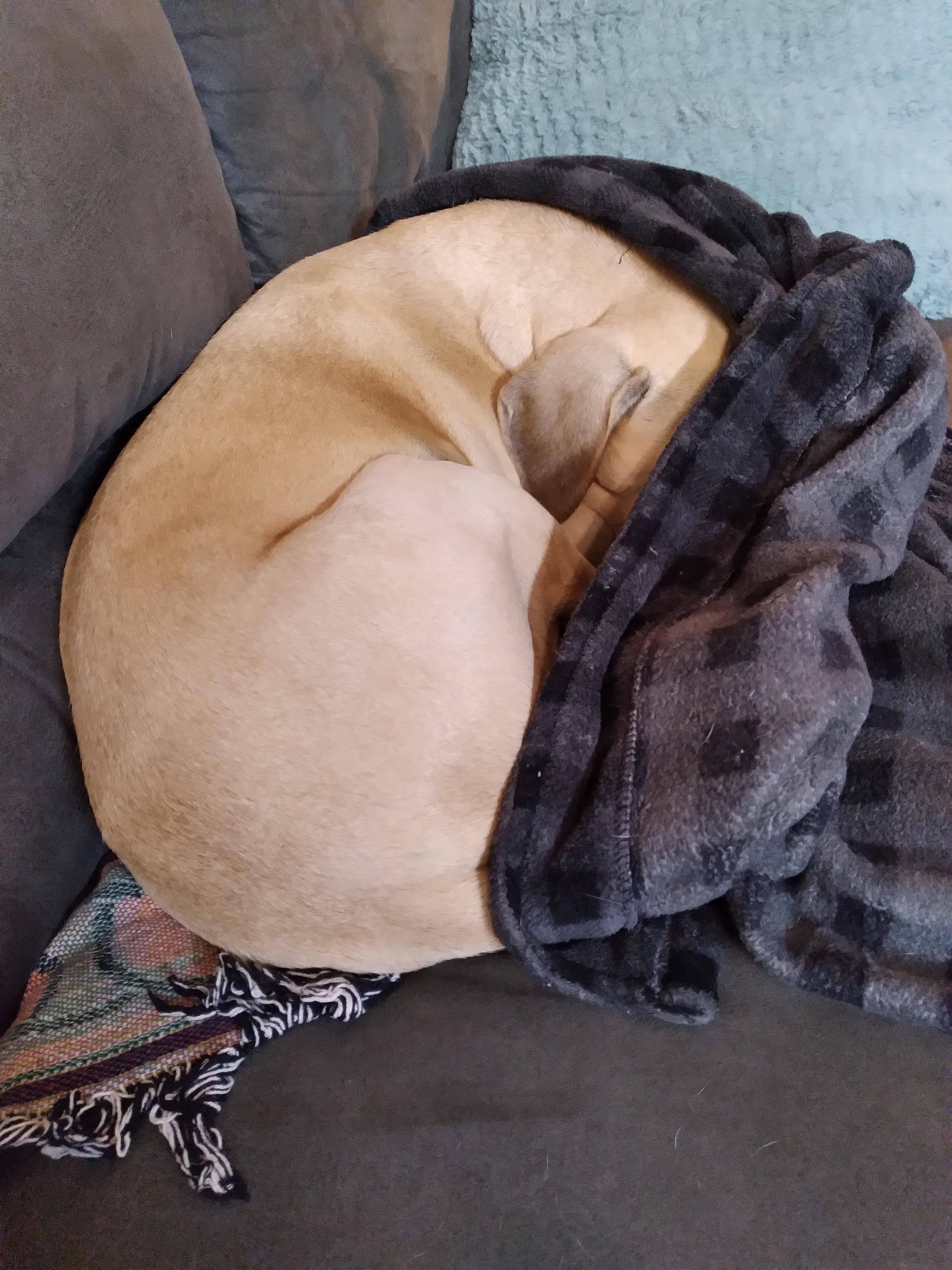 Freya hasn't quite figured out proper tuck technique | Scrolller