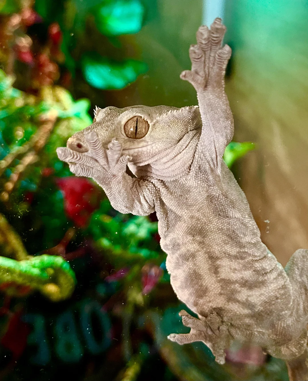 One of my favorite pics of my crested girl. | Scrolller