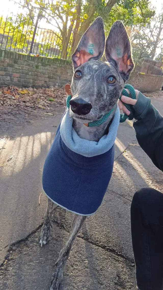 Squirrel detection system operating at full strength this morning! | Scrolller