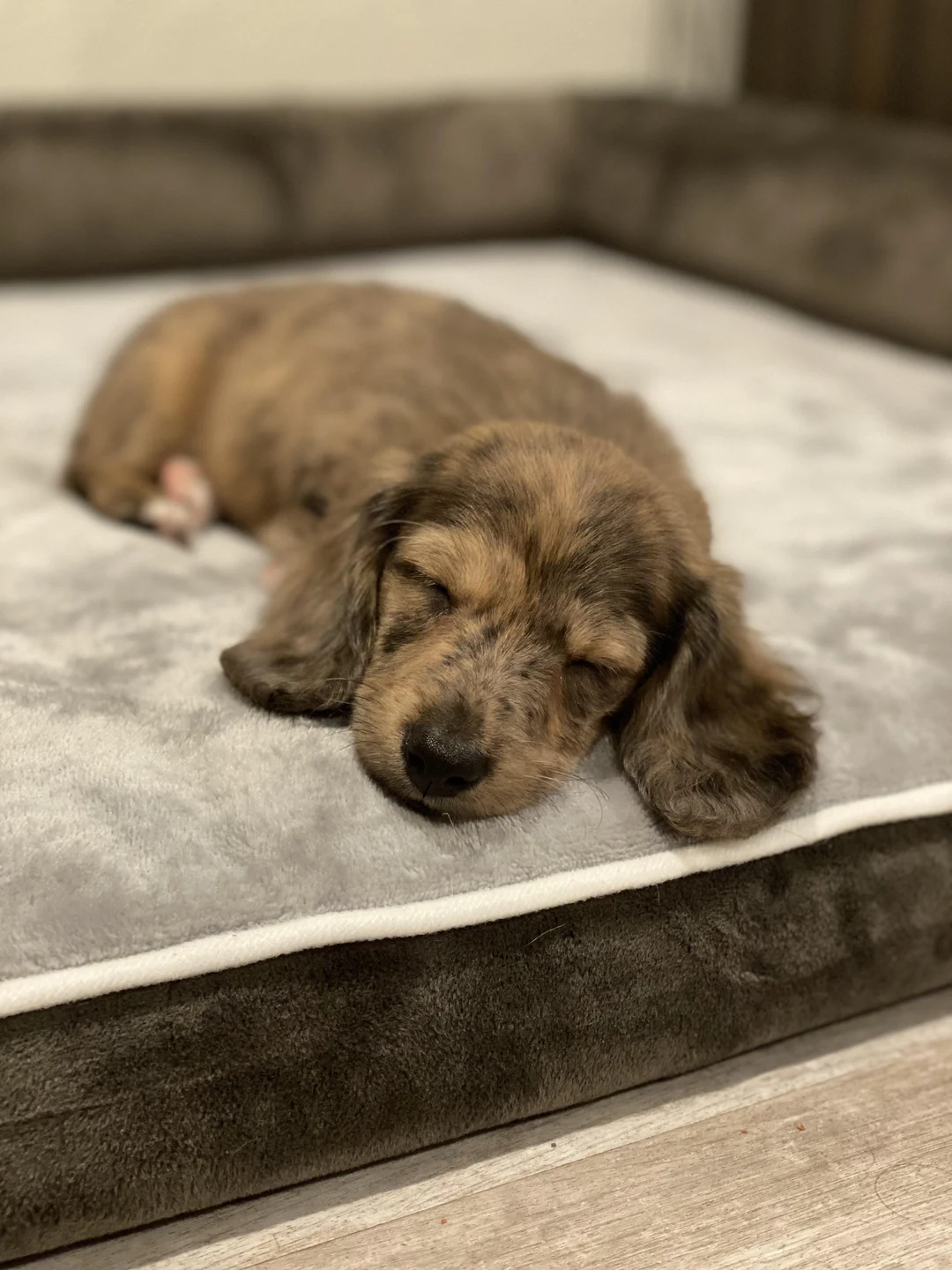 Meet Hazel | Scrolller