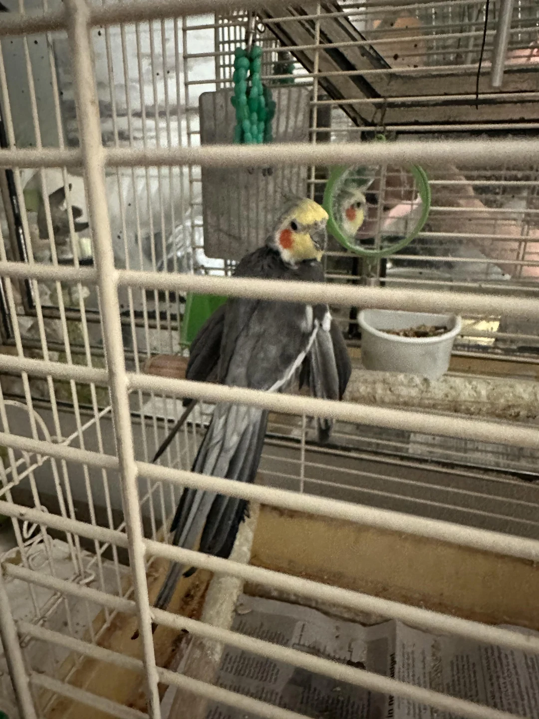 Wings issue | Scrolller