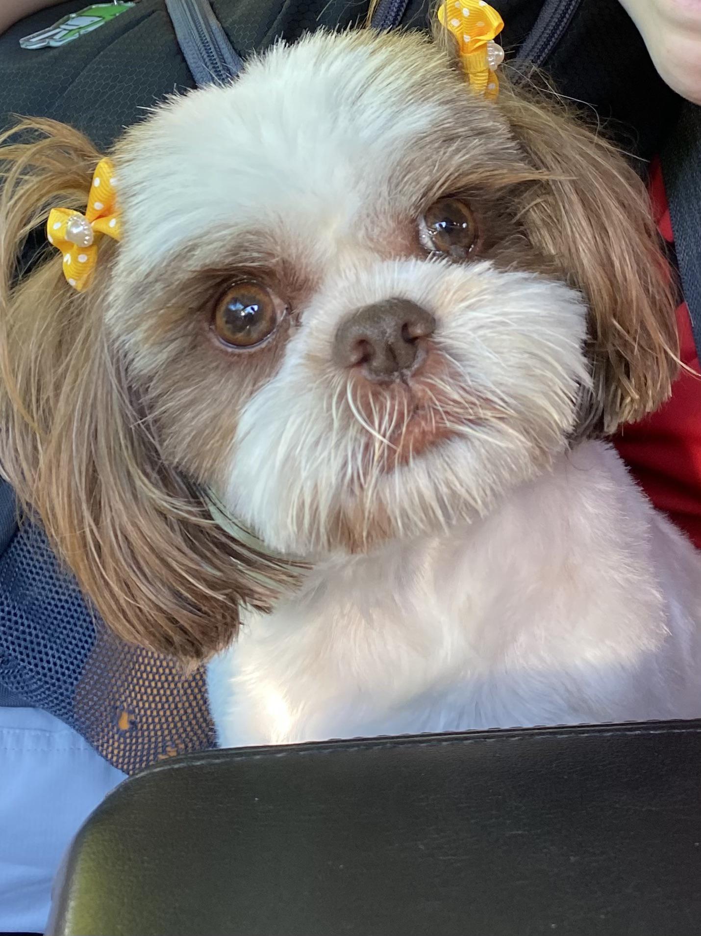 Lily Scrolller