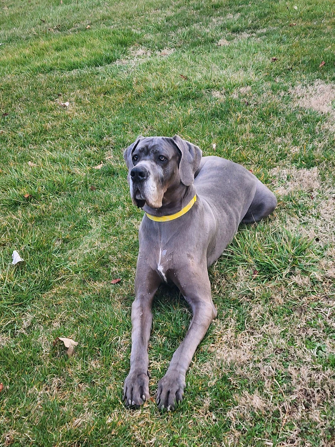 She is so regal! My big baby, Harley! | Scrolller