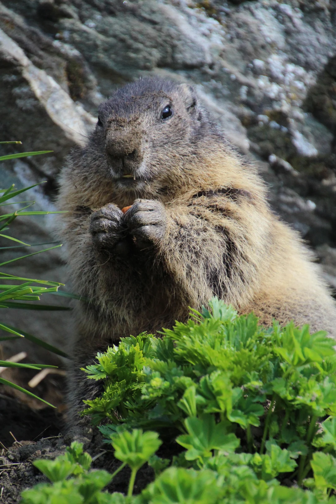Alpine marmot | Scrolller