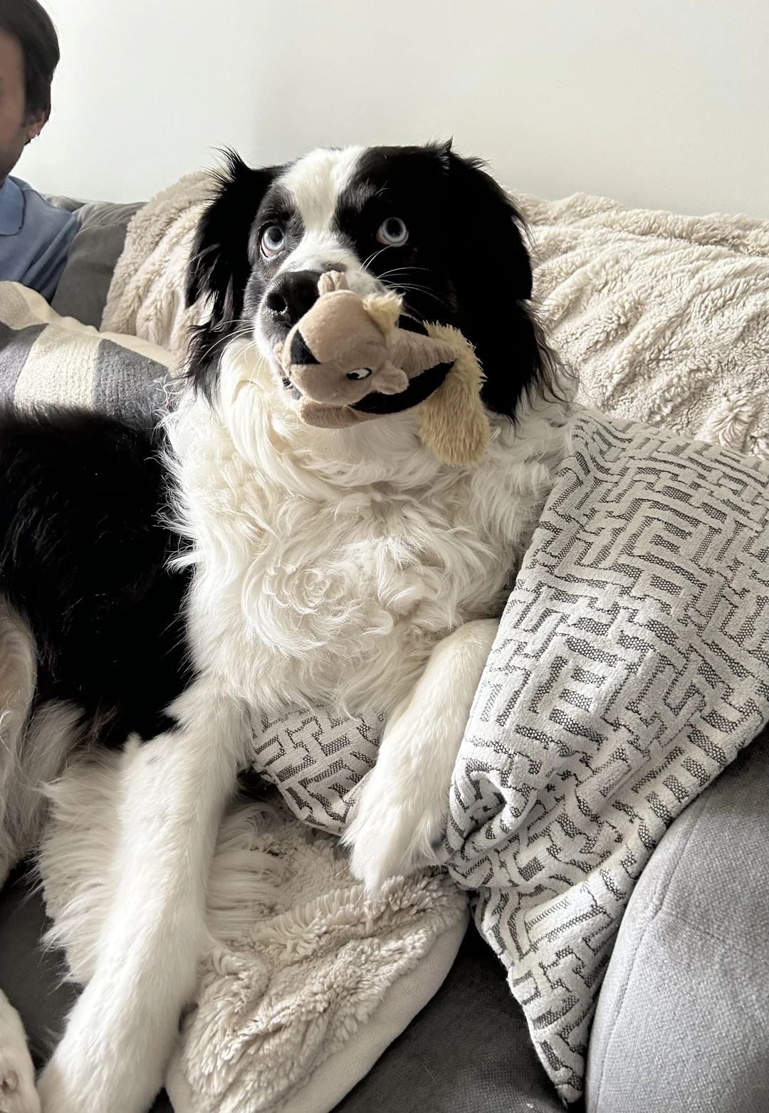 Show your favorite stuffy | Scrolller