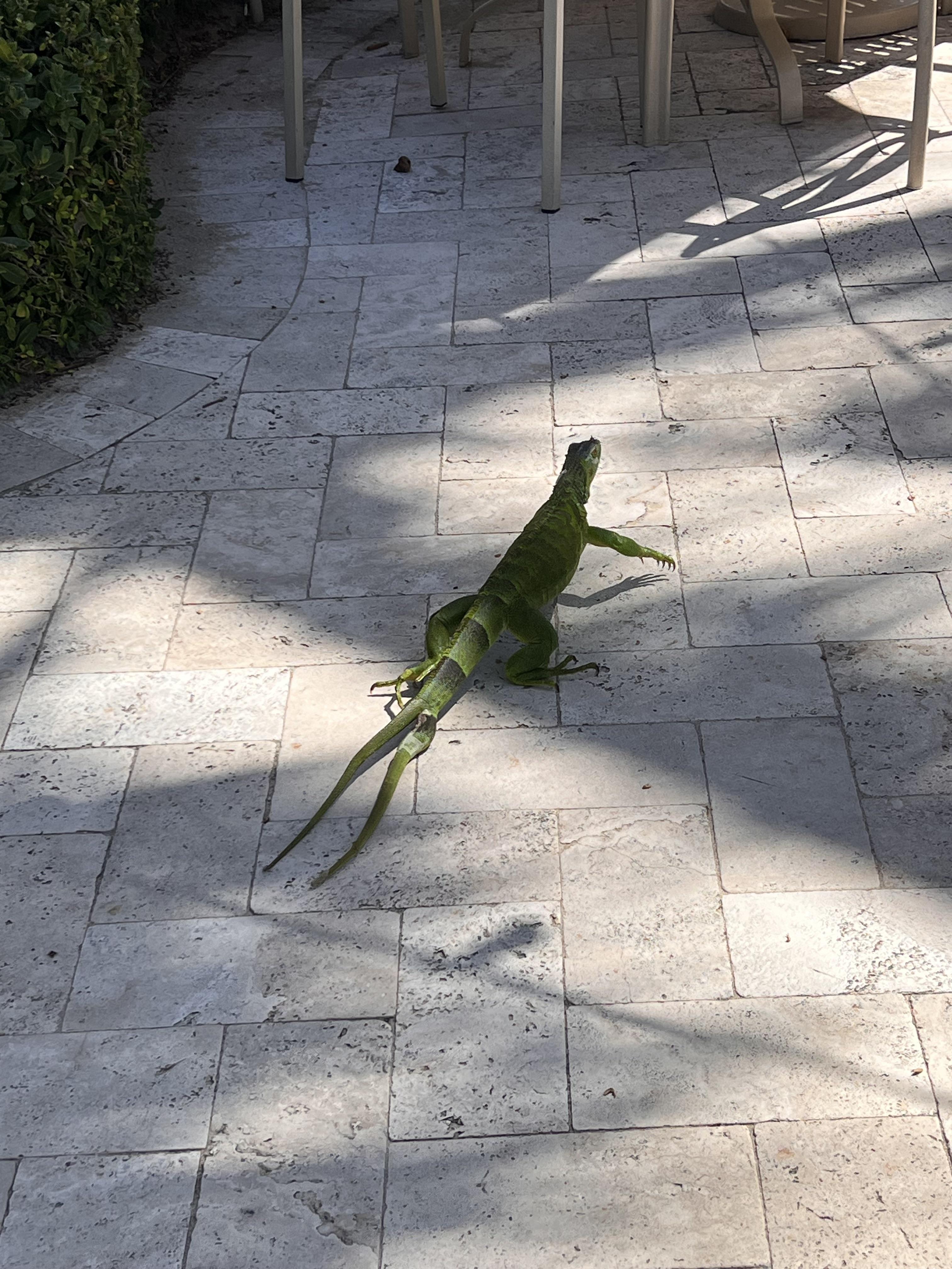 Iguana with 2 tails | Scrolller