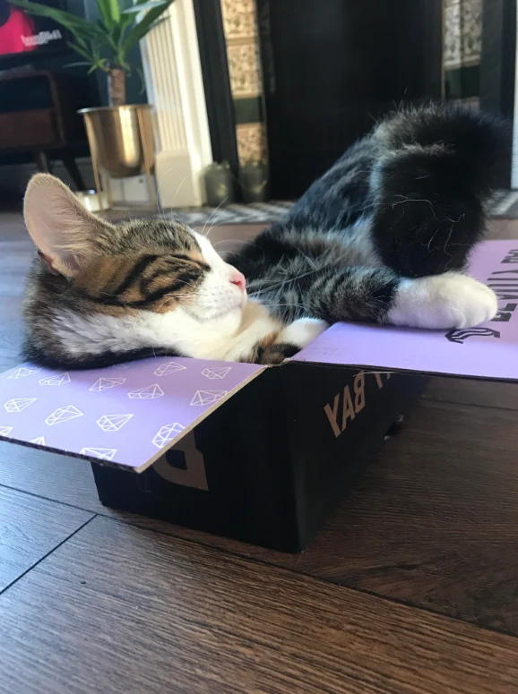 Got myself a sleepy tabby companion | Scrolller