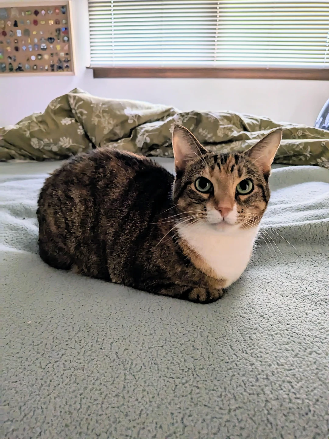 No Tail = Perfect Loaf | Scrolller