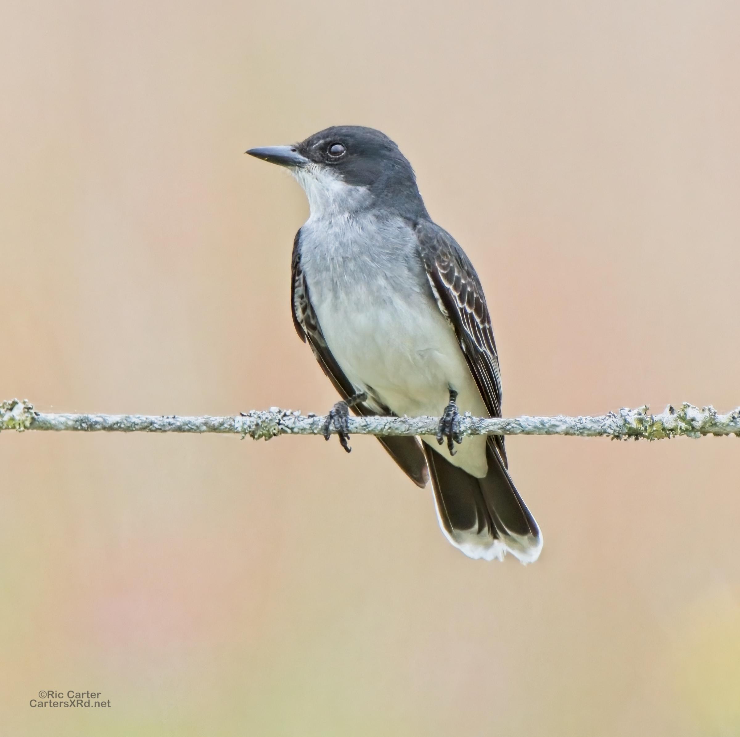 Eastern Kingbird, Washington NC USA, May 2023, Sony a7rv, 200-600mm | Scrolller