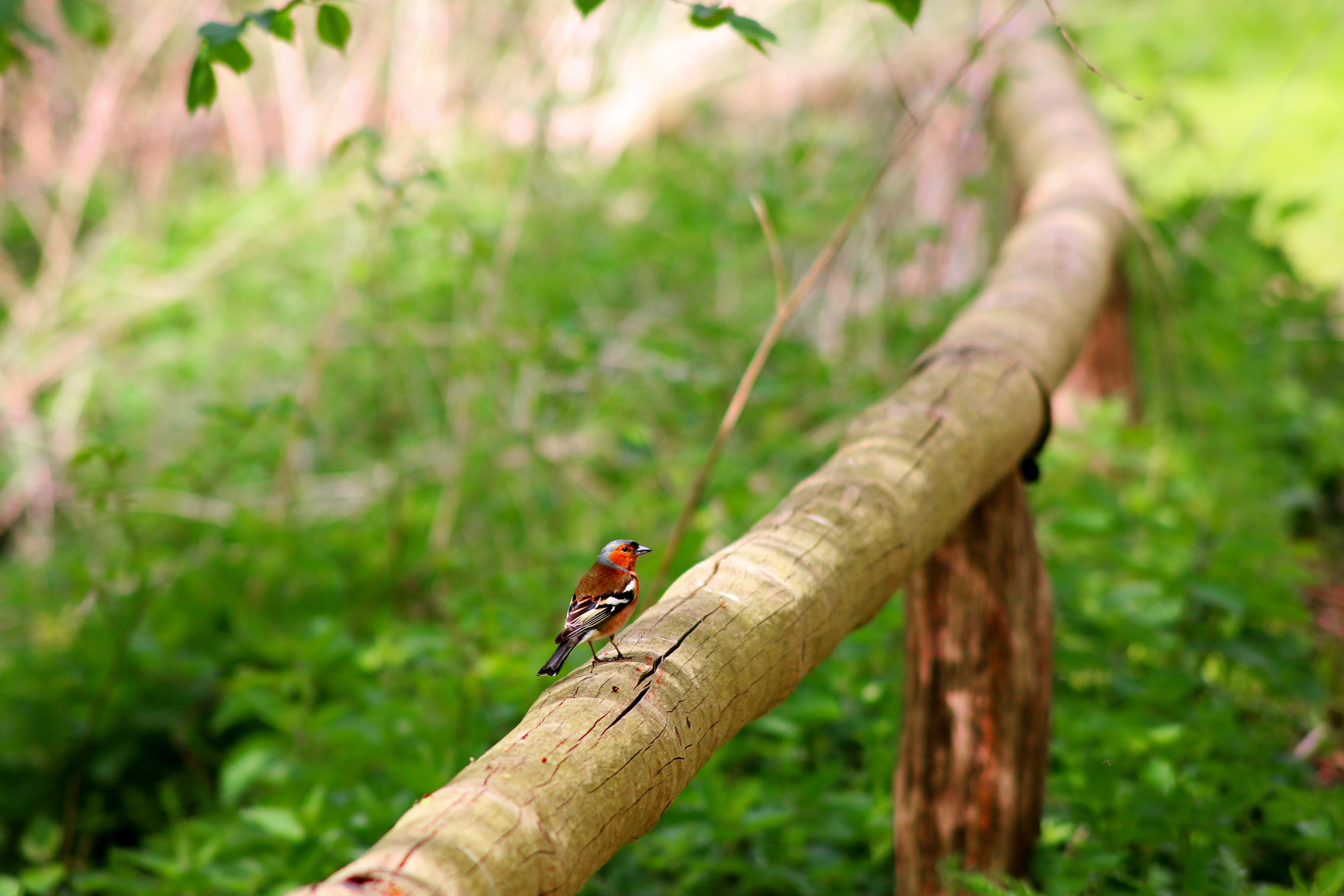 Common Chaffinch | Scrolller