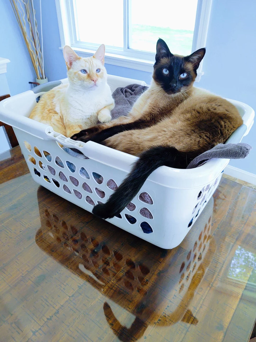 trap set. 2 kitties. | Scrolller