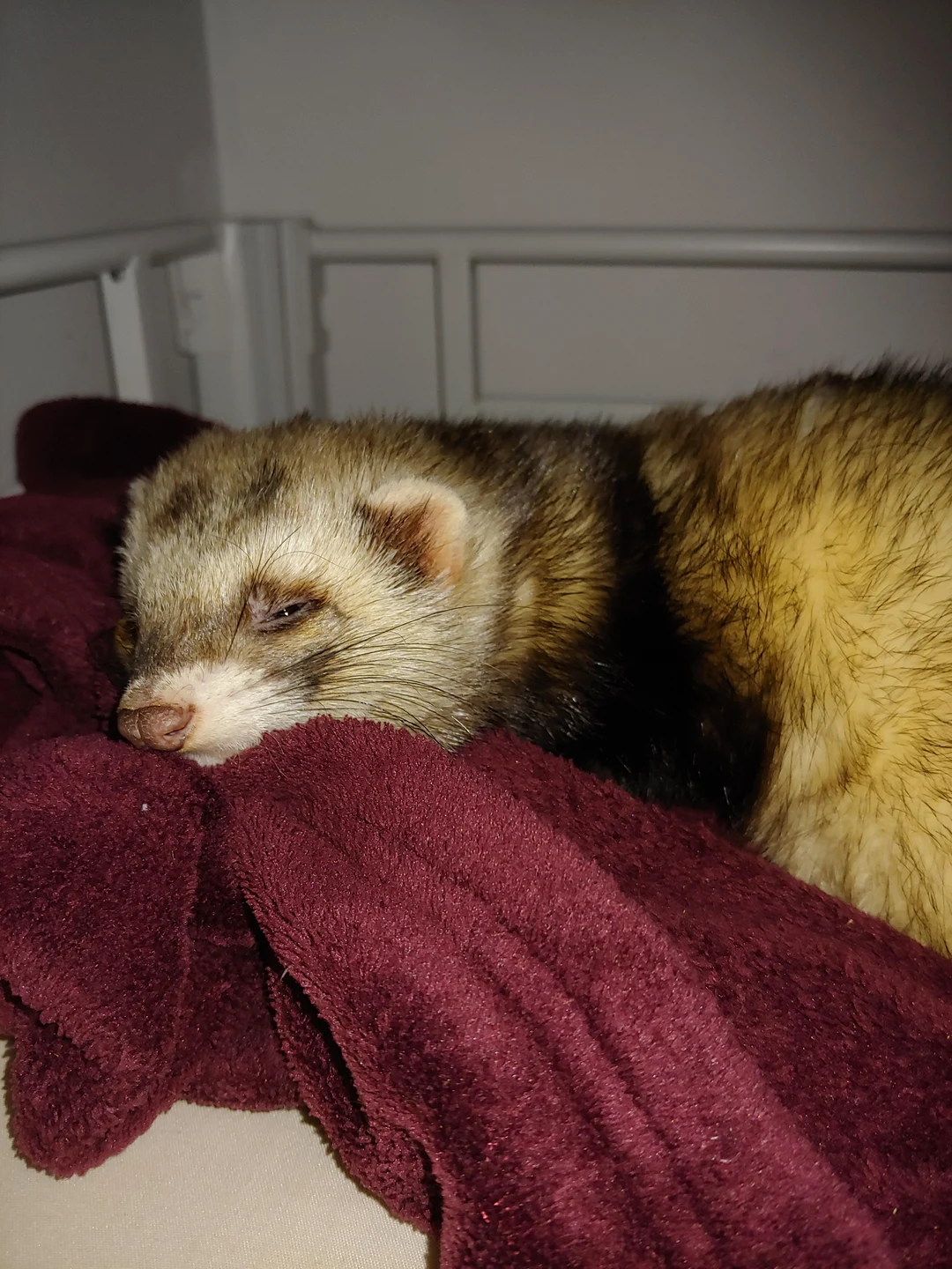 Ferret sleep | Scrolller