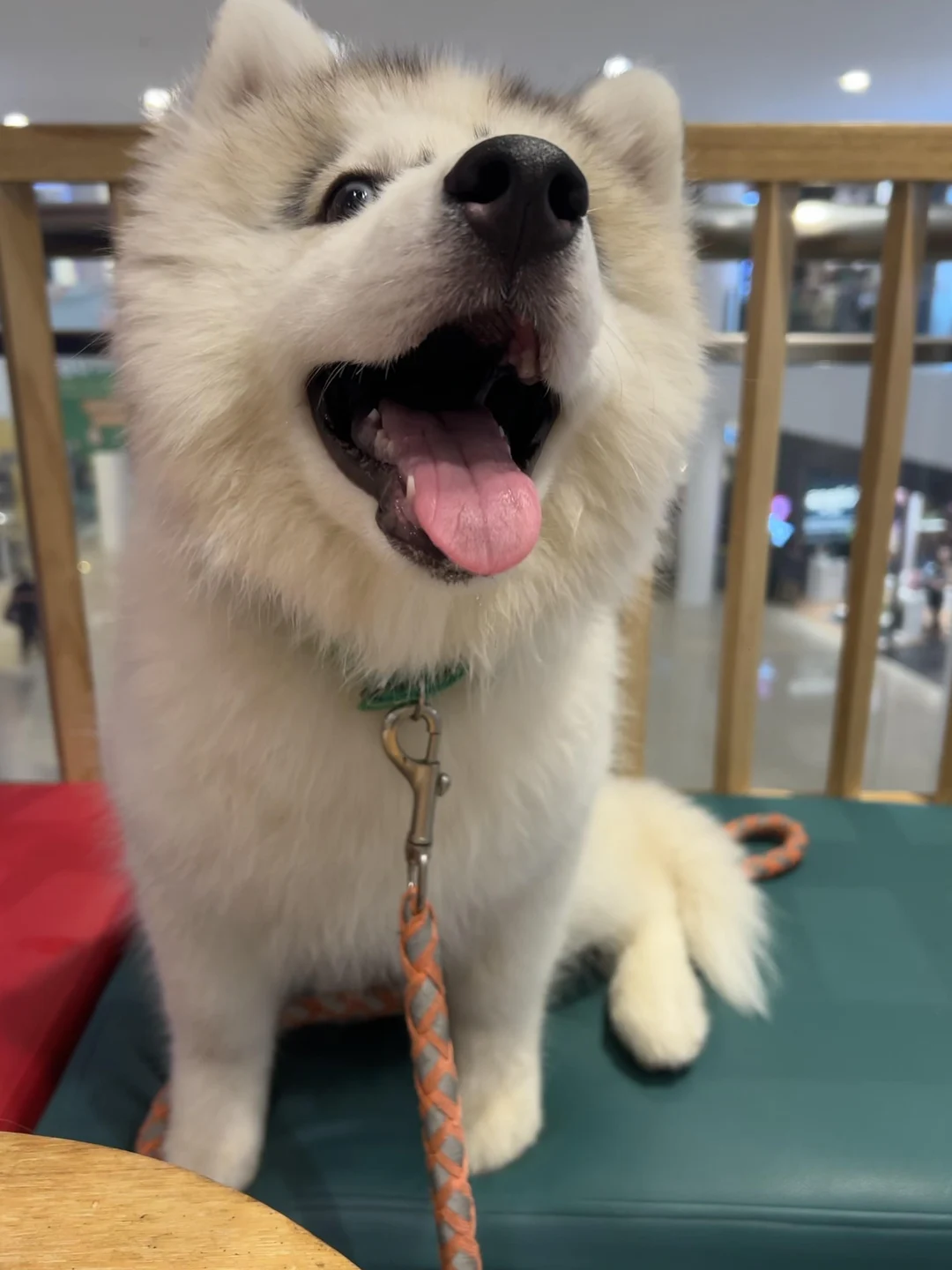 Meet Lucky | Scrolller