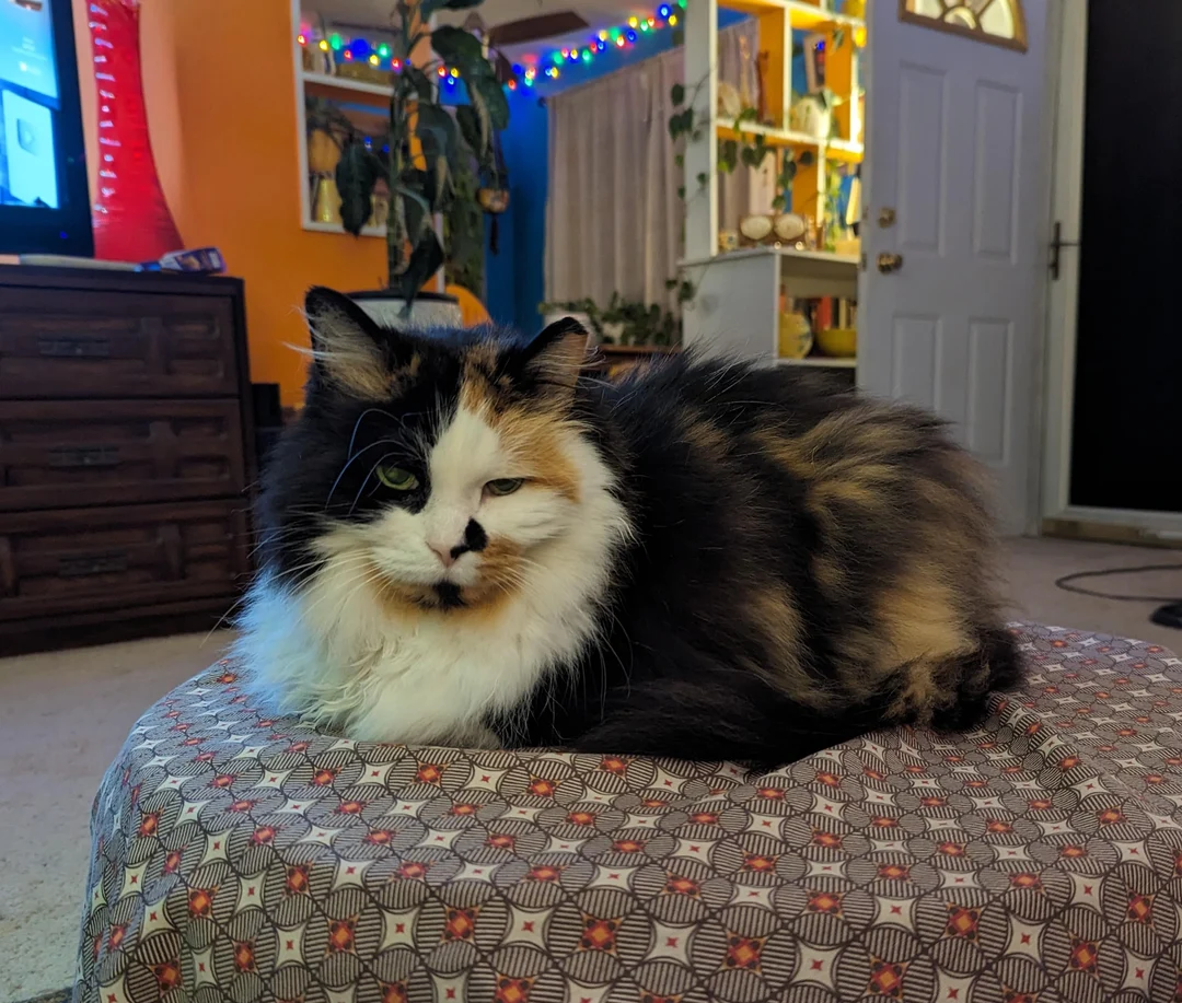 Rhonda is almost 16 and an old pro at making her exquisitely fluffy artisanal Calico Loaf ...