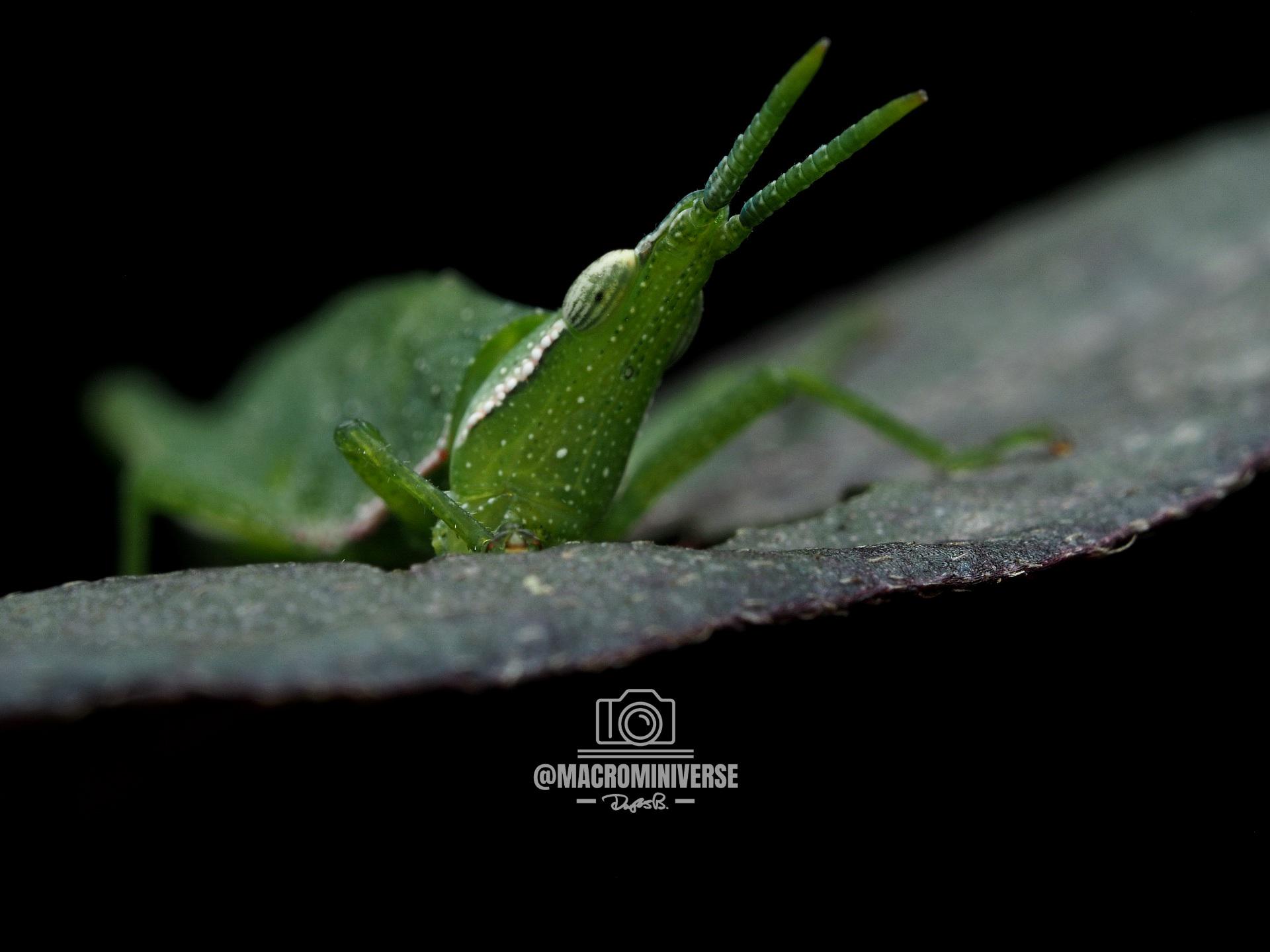 Grasshopper [OC] - 1 | Scrolller