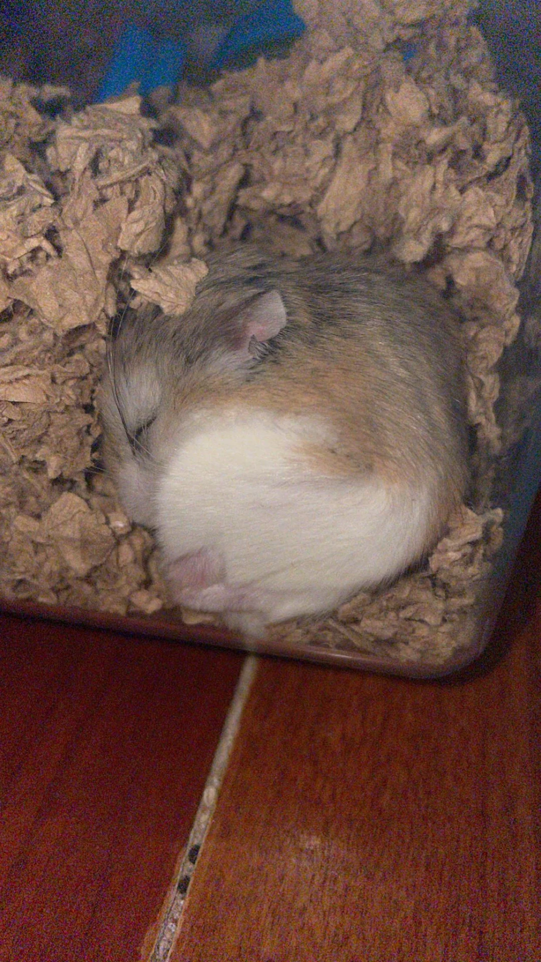 My hamster has a hoarding problem | Scrolller