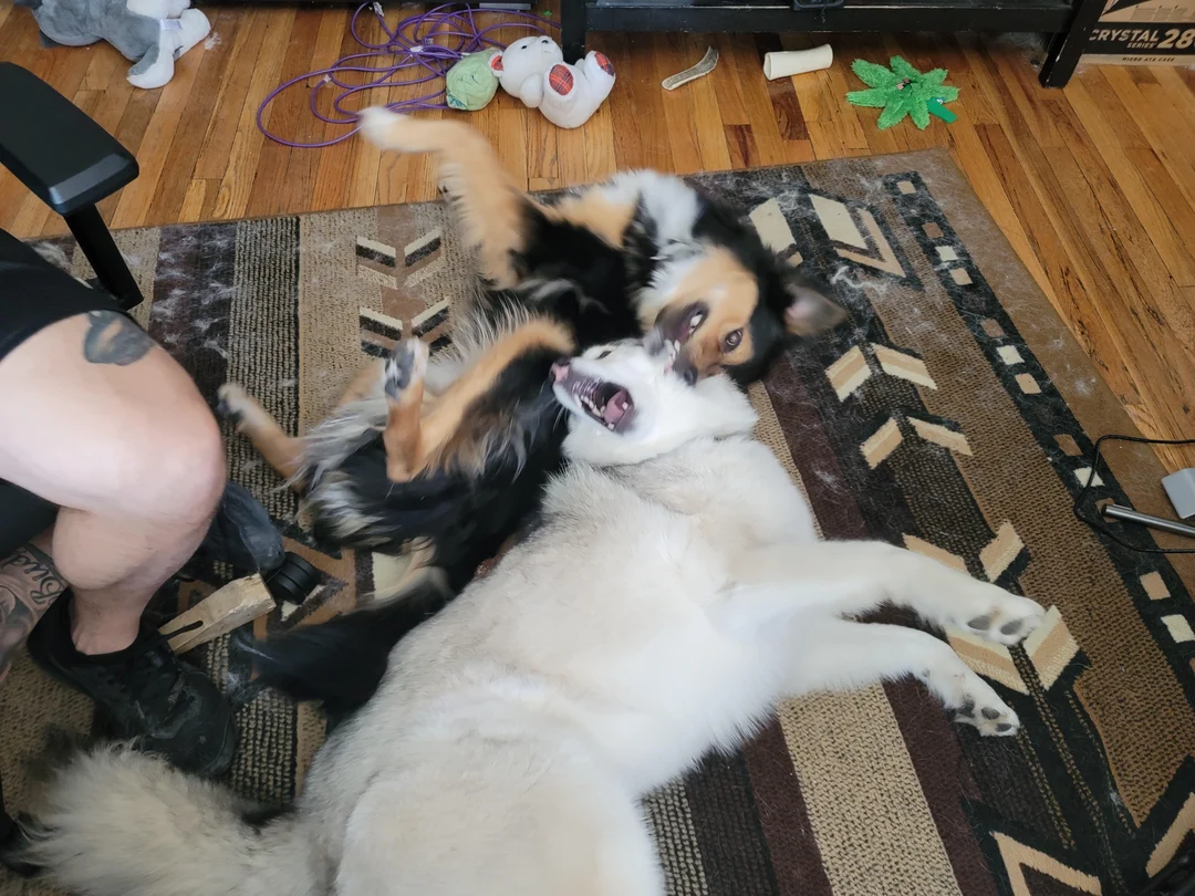 Fluff party | Scrolller