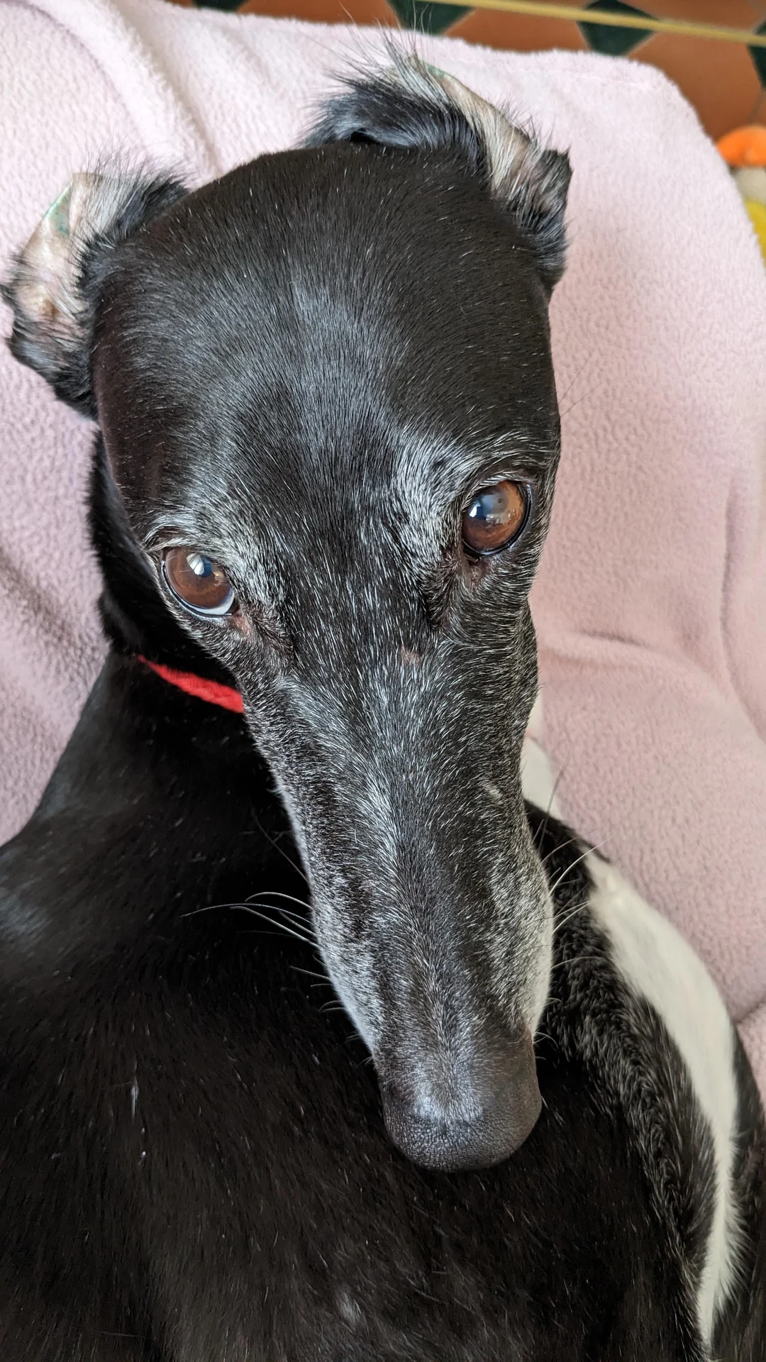 Dear Santa, new ears please. Mine are broken | Scrolller