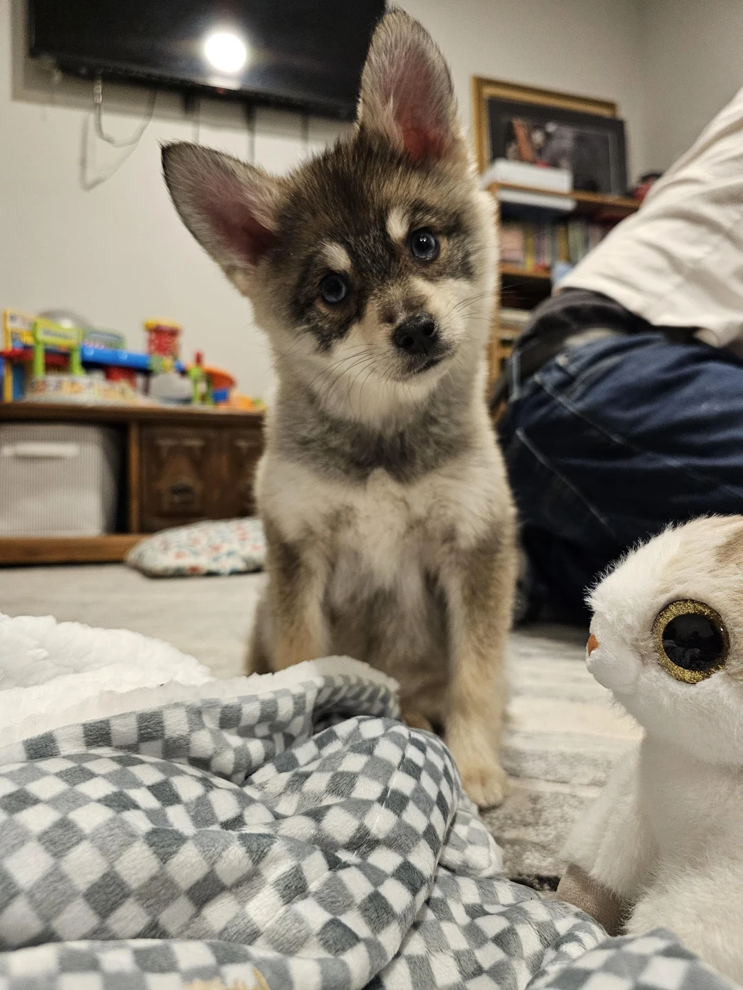 Name my new pup! | Scrolller