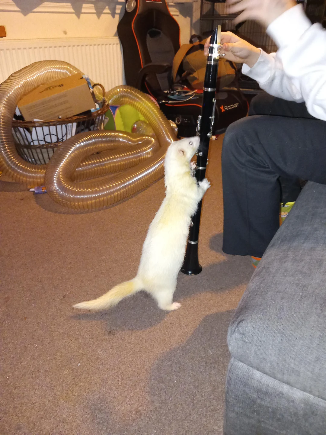 Learning a new skill | Scrolller