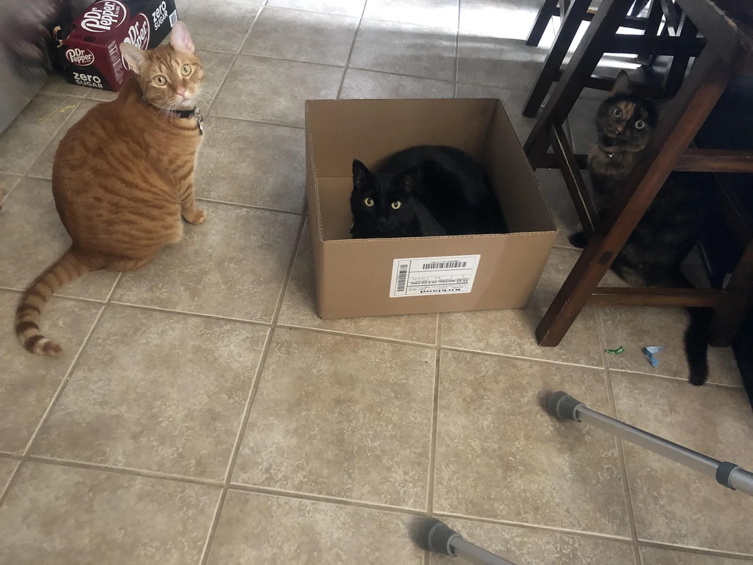 So many cats too few cat traps | Scrolller