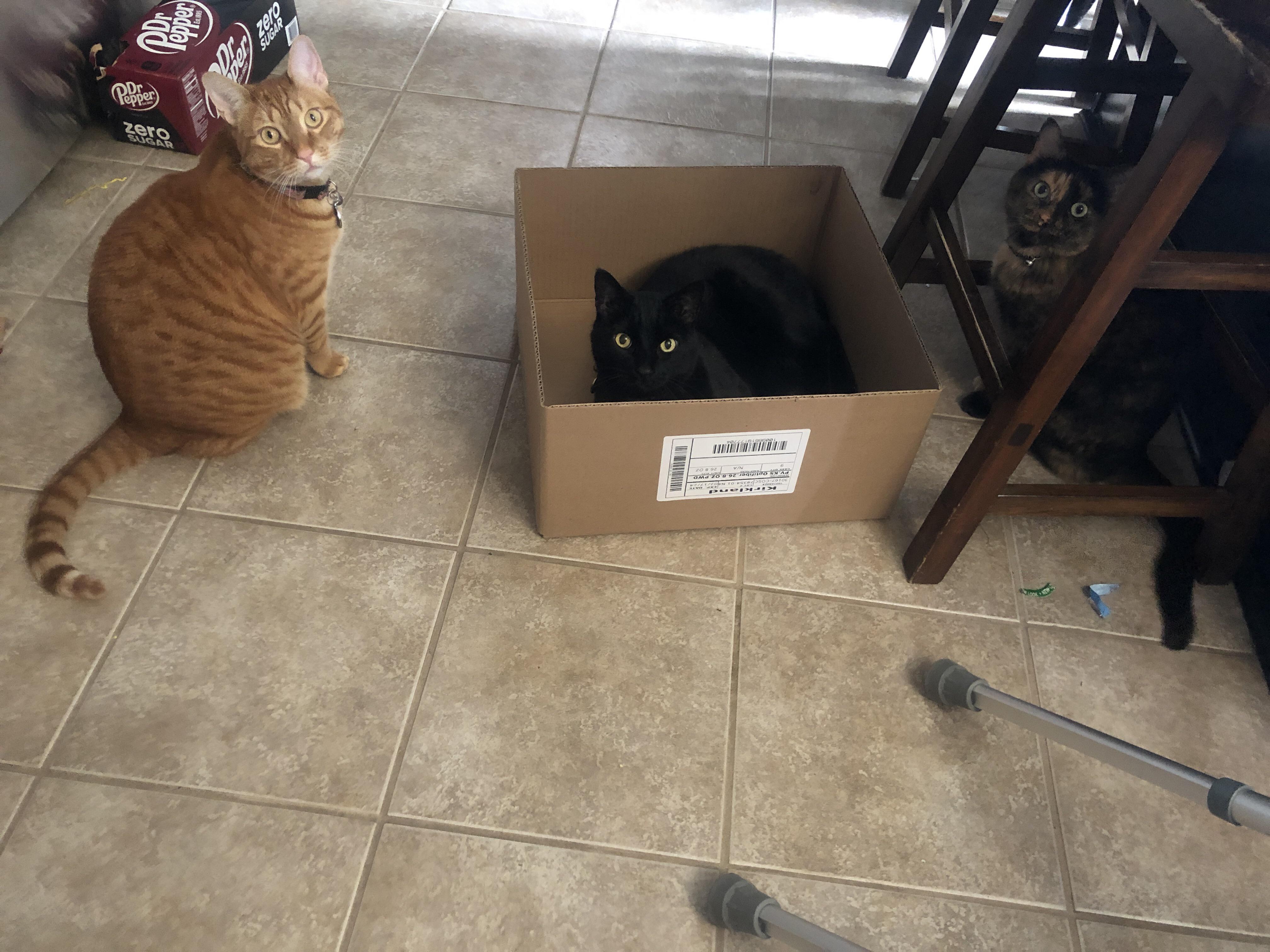 So many cats too few cat traps | Scrolller