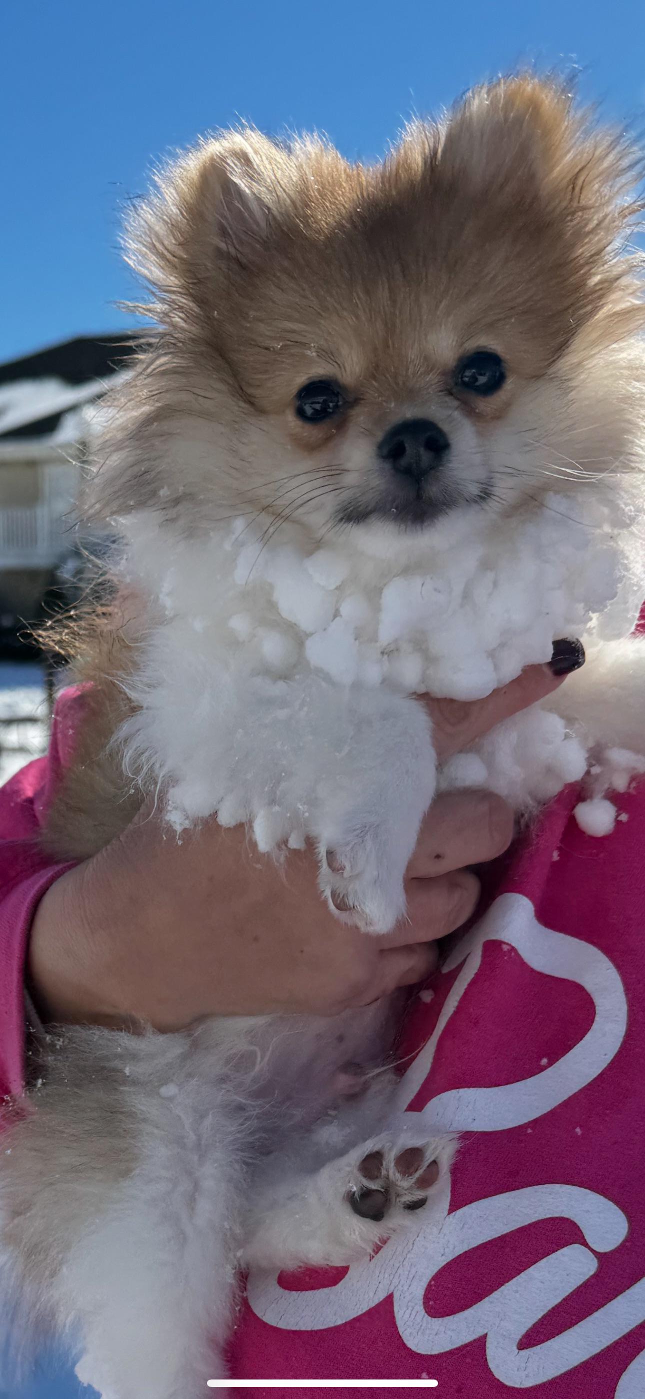 Snow face prince | Scrolller