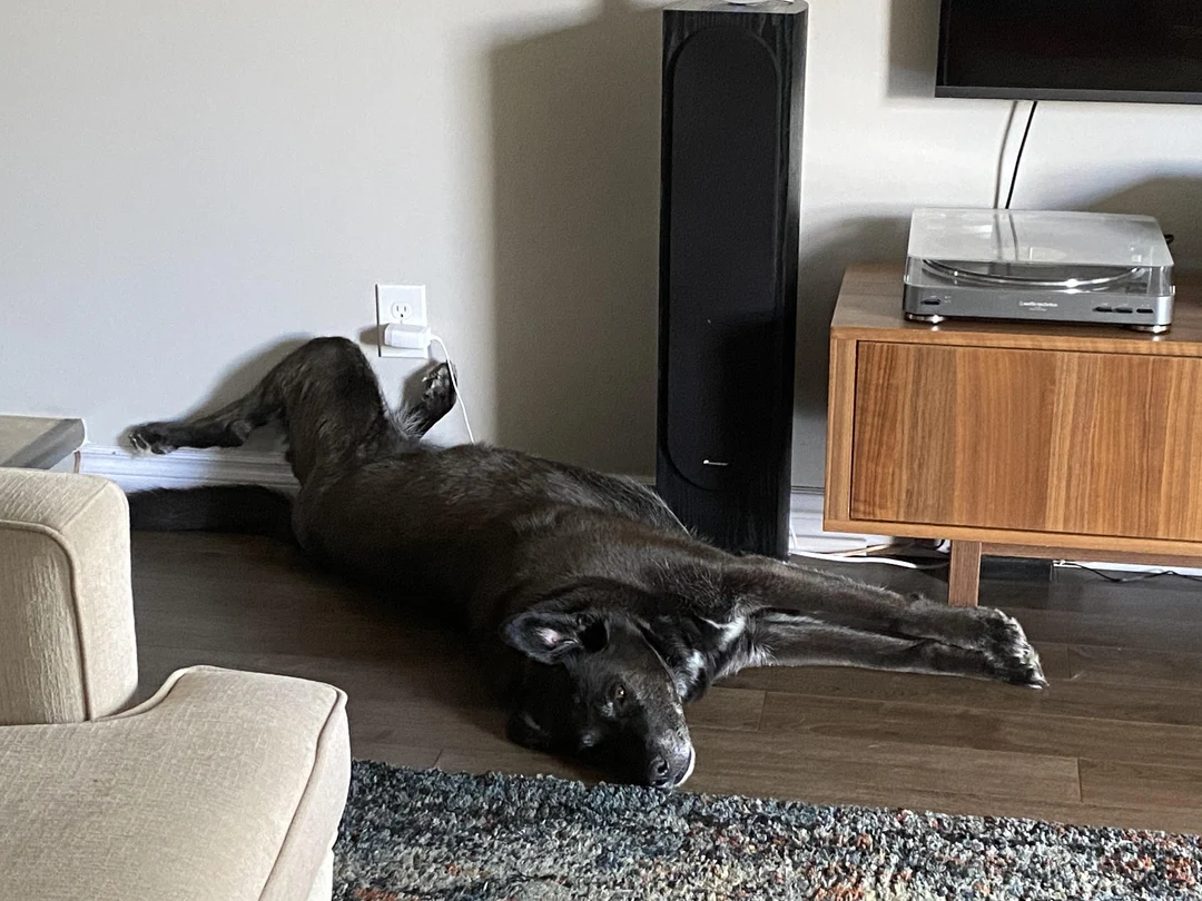 He seems to think this corner of the house is the most comfortable. | Scrolller