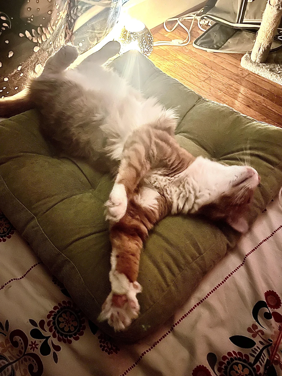 Floofy af | Scrolller