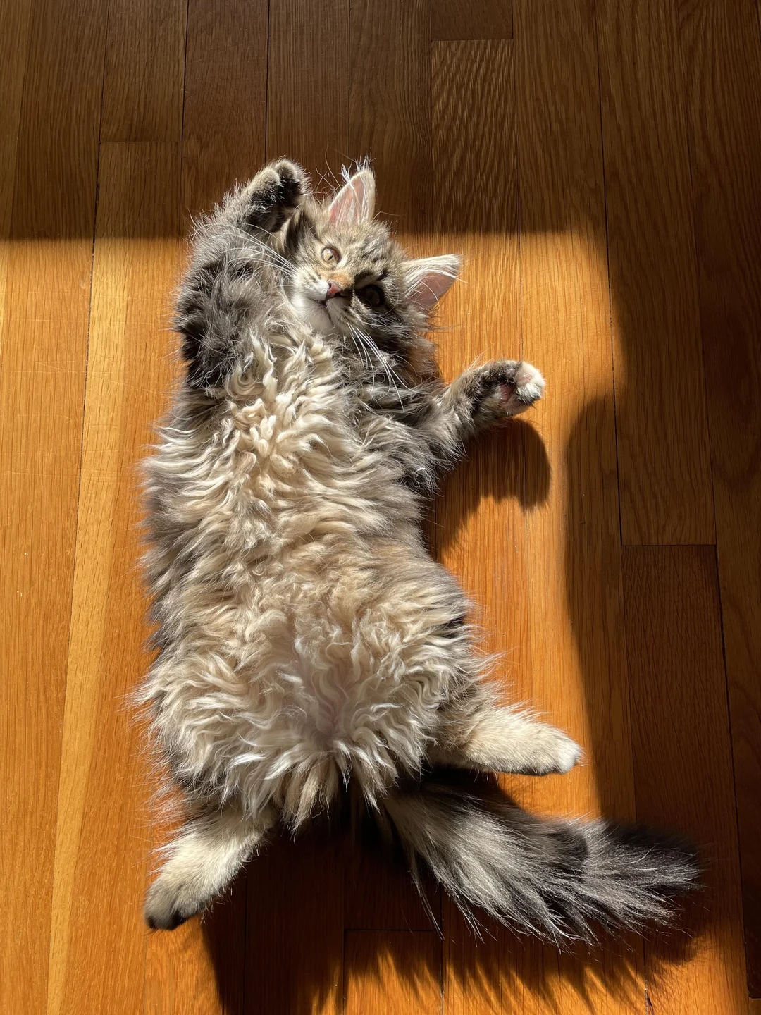 A small fluffy puff | Scrolller