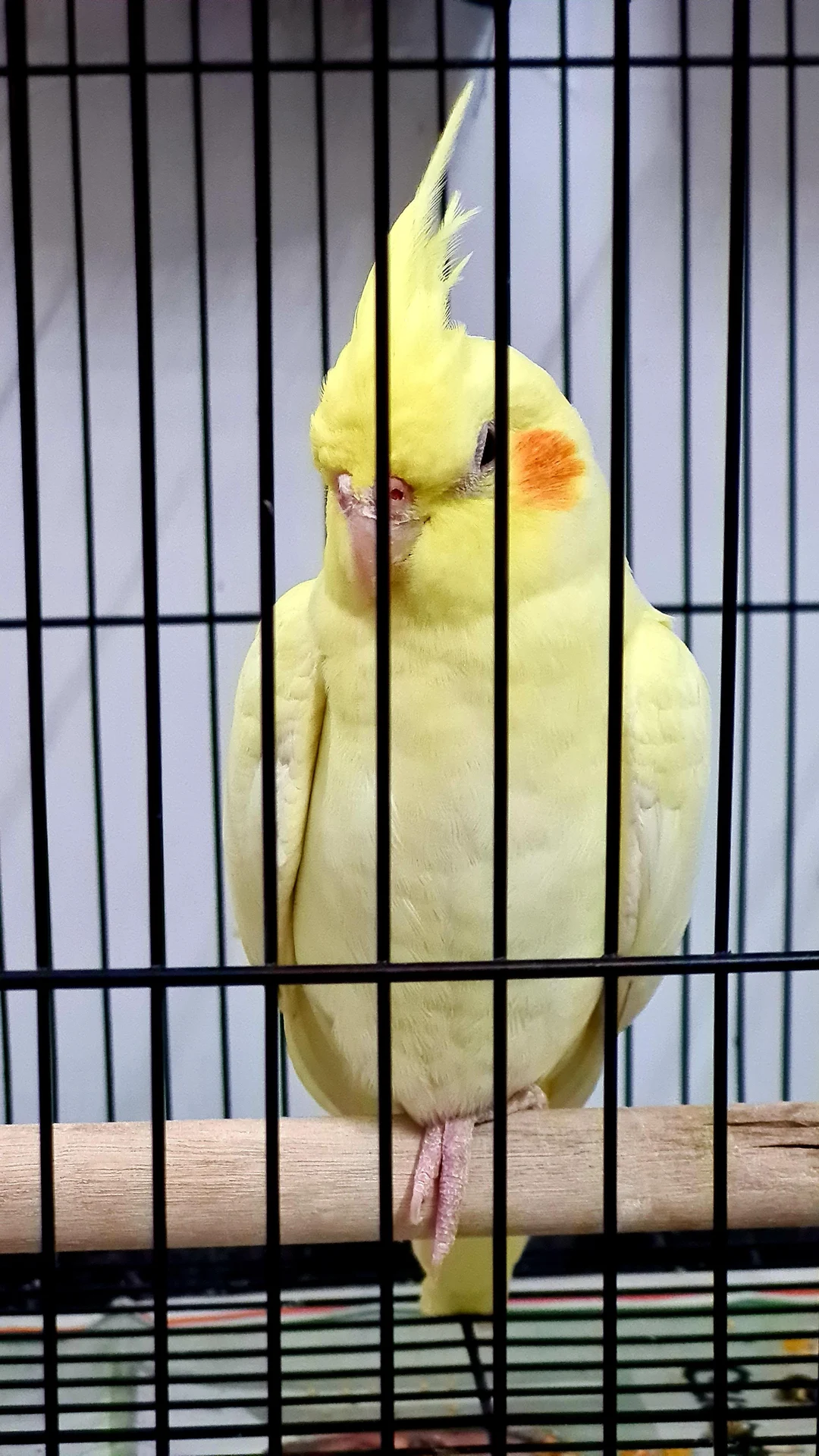 One leg birb | Scrolller