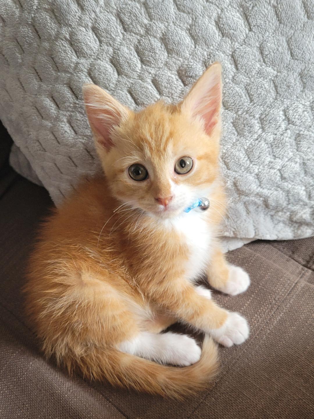 does anyone know my kittens breed? | Scrolller