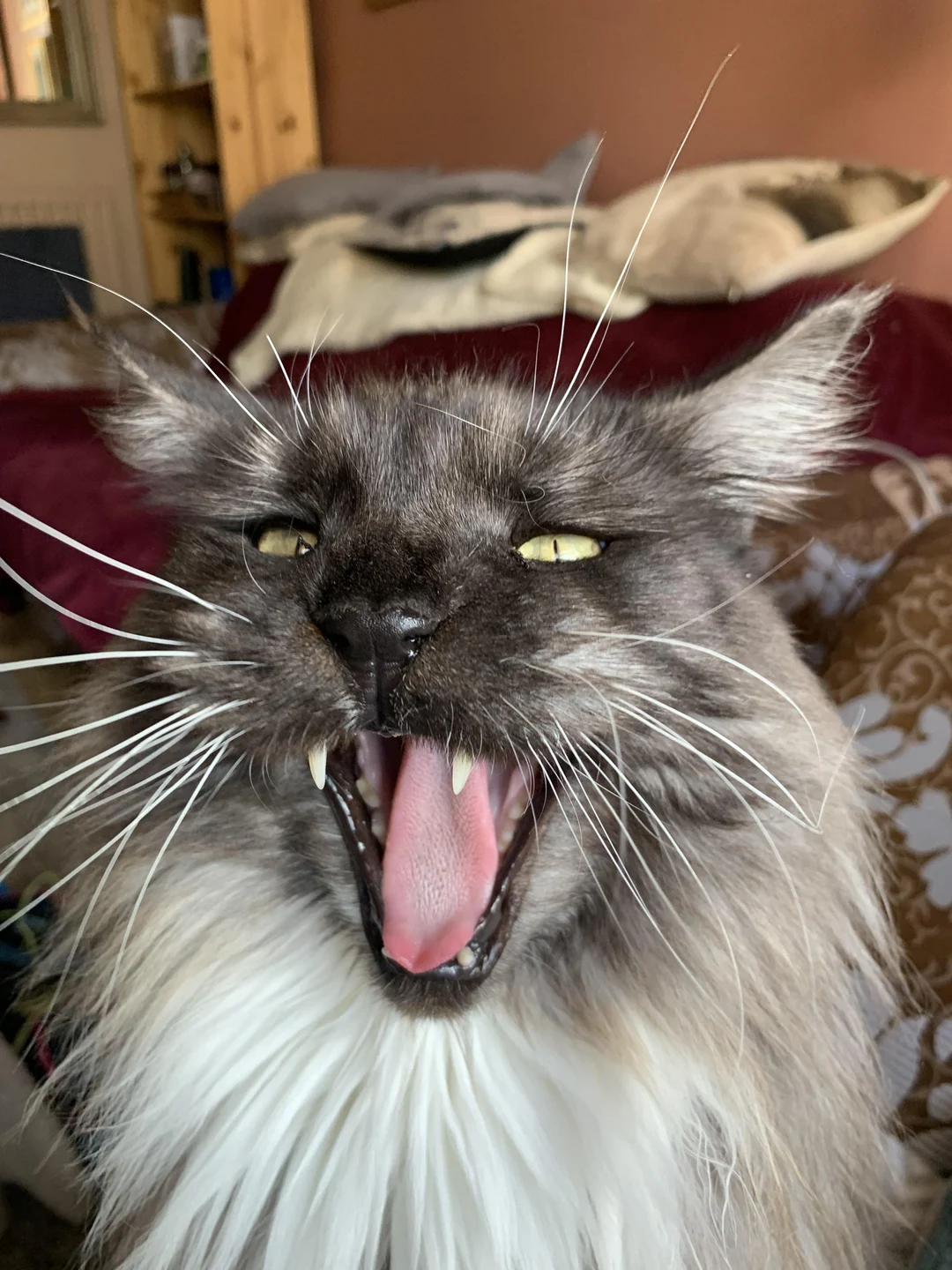 Mid yawn, but Tiberius looks awesome!! | Scrolller