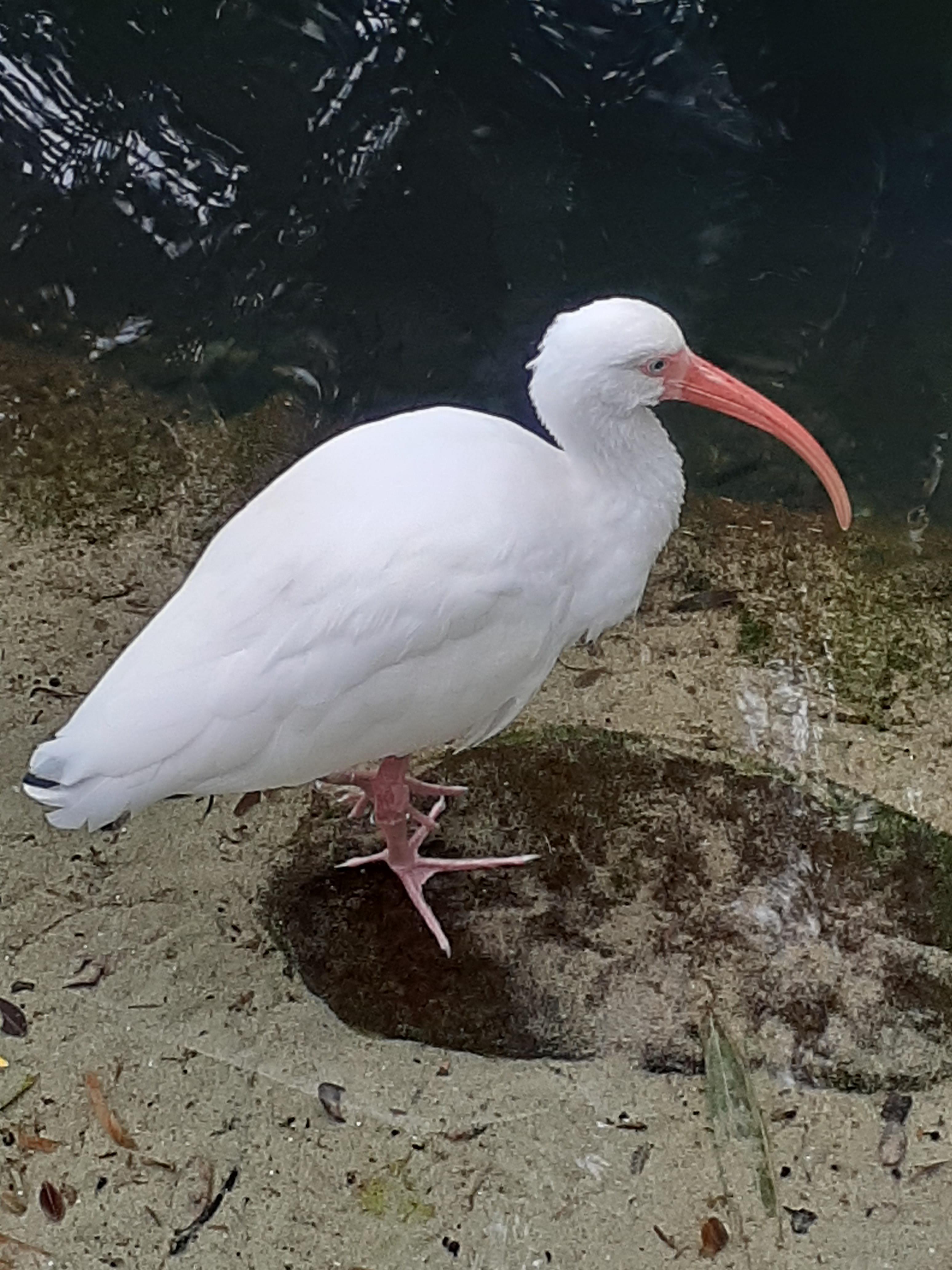 Exotic Bird that needs identification | Scrolller