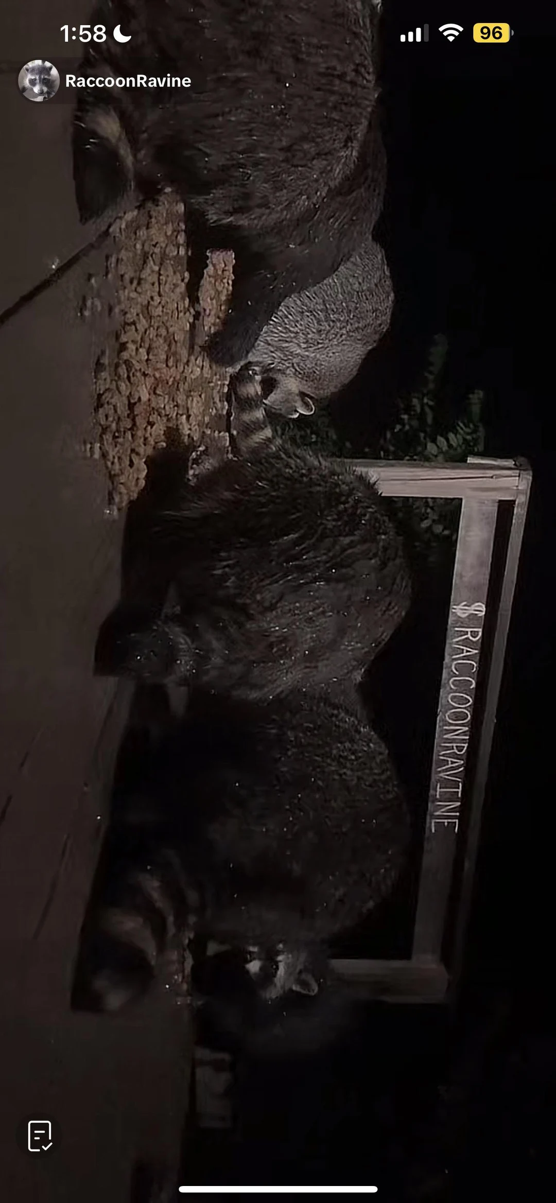 Raccoon Ravine on tiktok | Scrolller