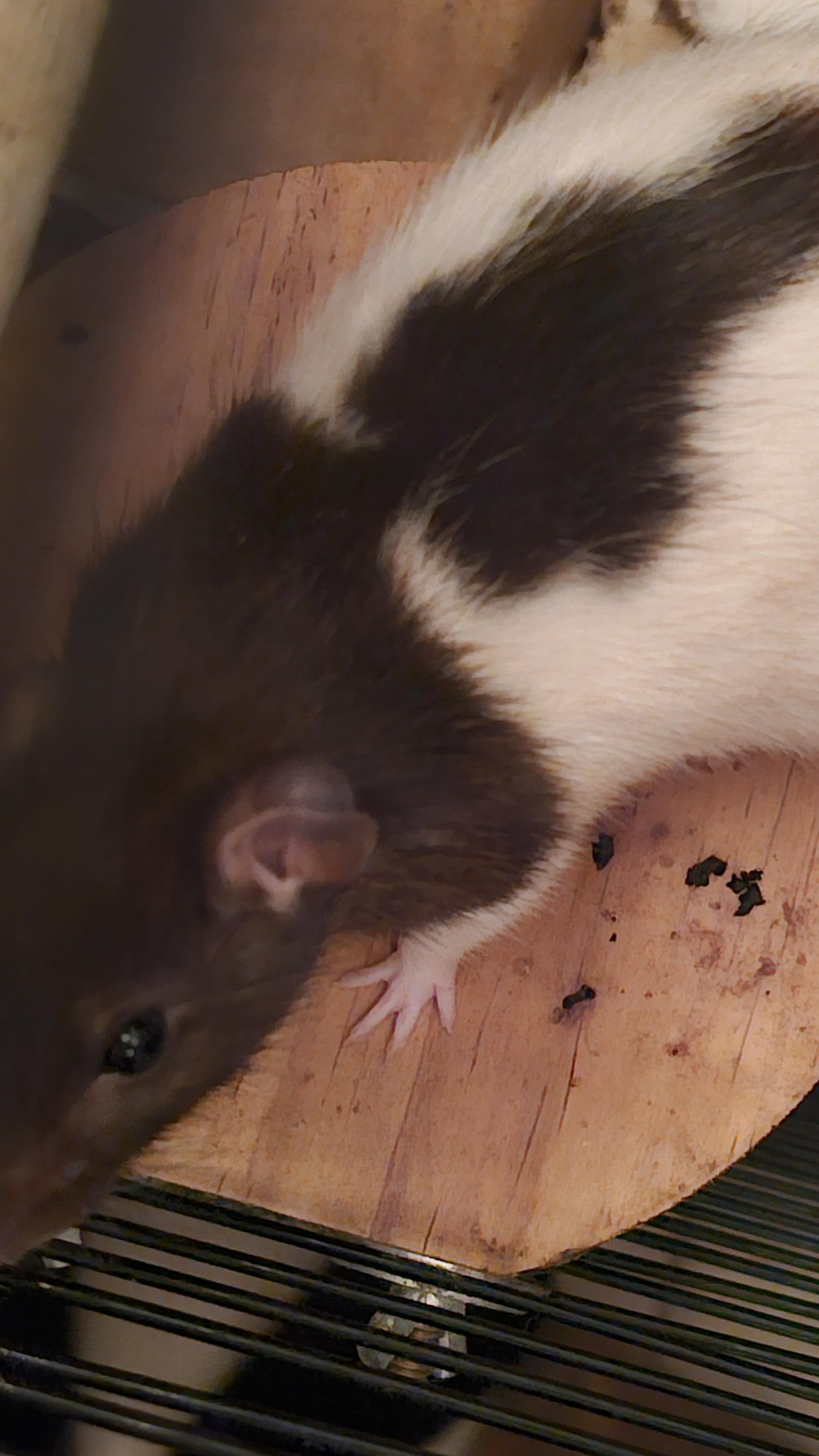 What is this lump on my daughters rats ear? | Scrolller