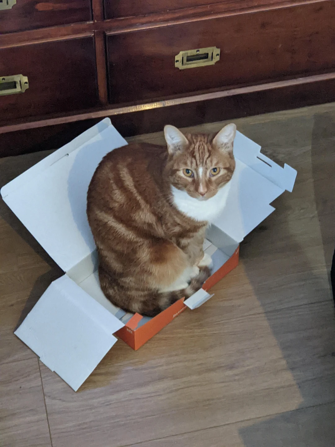 any trap's a good trap | Scrolller