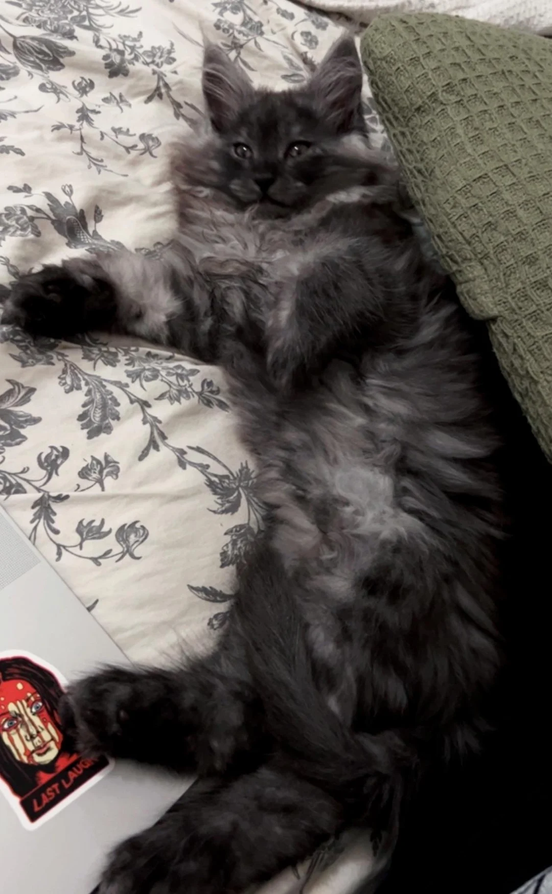 Binx after his long hard day of bossing me around🥰 | Scrolller