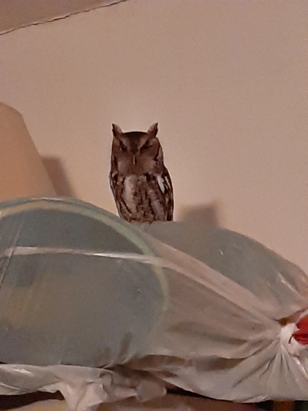 Identification please. Flew into my garage. Gulf coast of Florida. Under a foot tall. | Scrolller