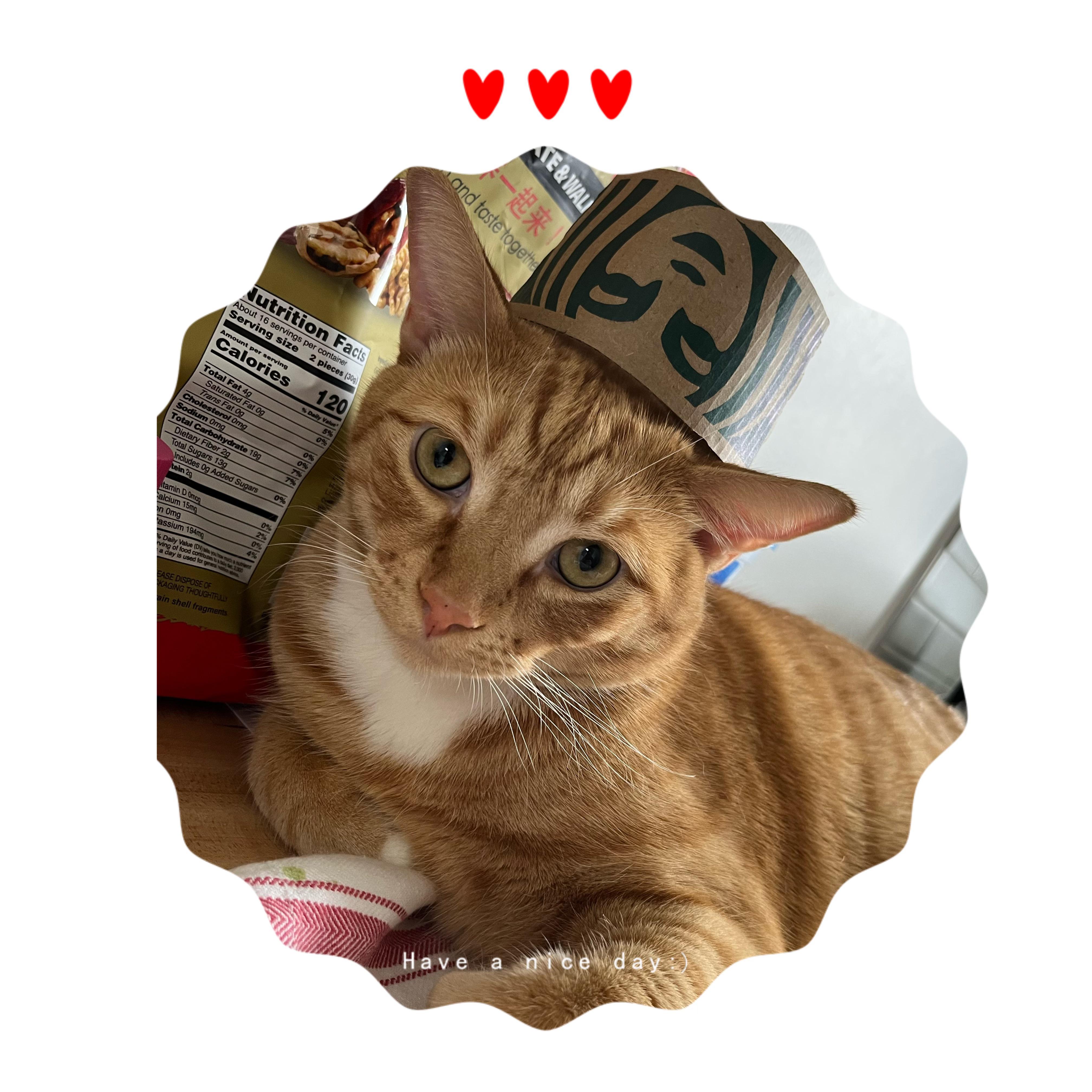 (OC) Leo’s new look | Scrolller