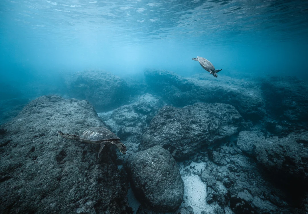 Some turtles | Scrolller