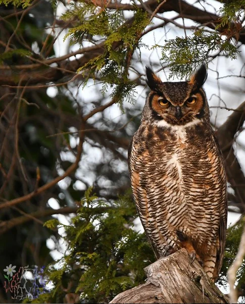 Male Great Horned Owl. | Scrolller