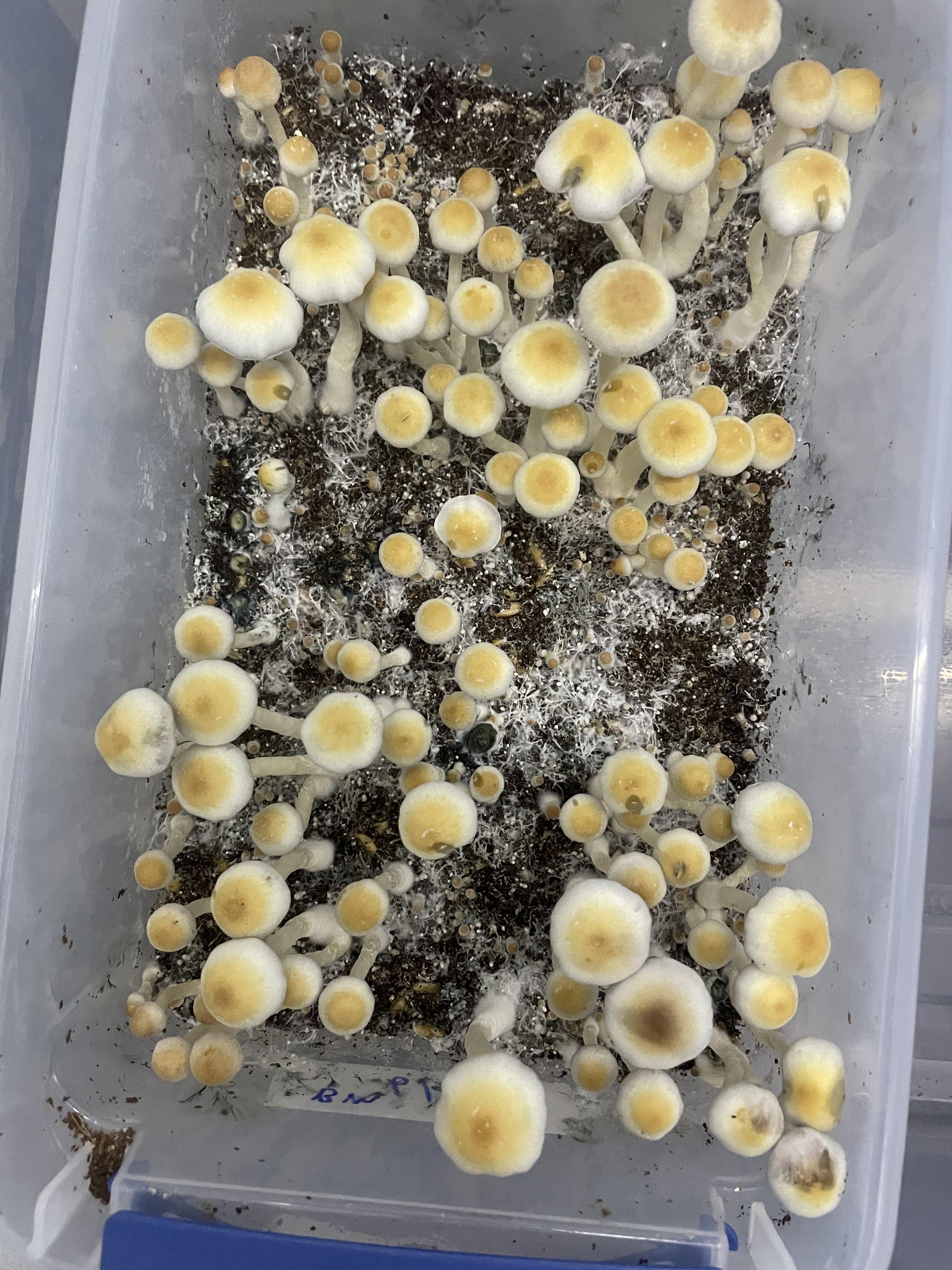 First flush :) | Scrolller