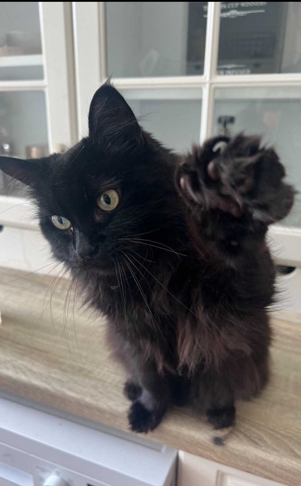 Our cat, Jeff, has recently learned “paw”. | Scrolller