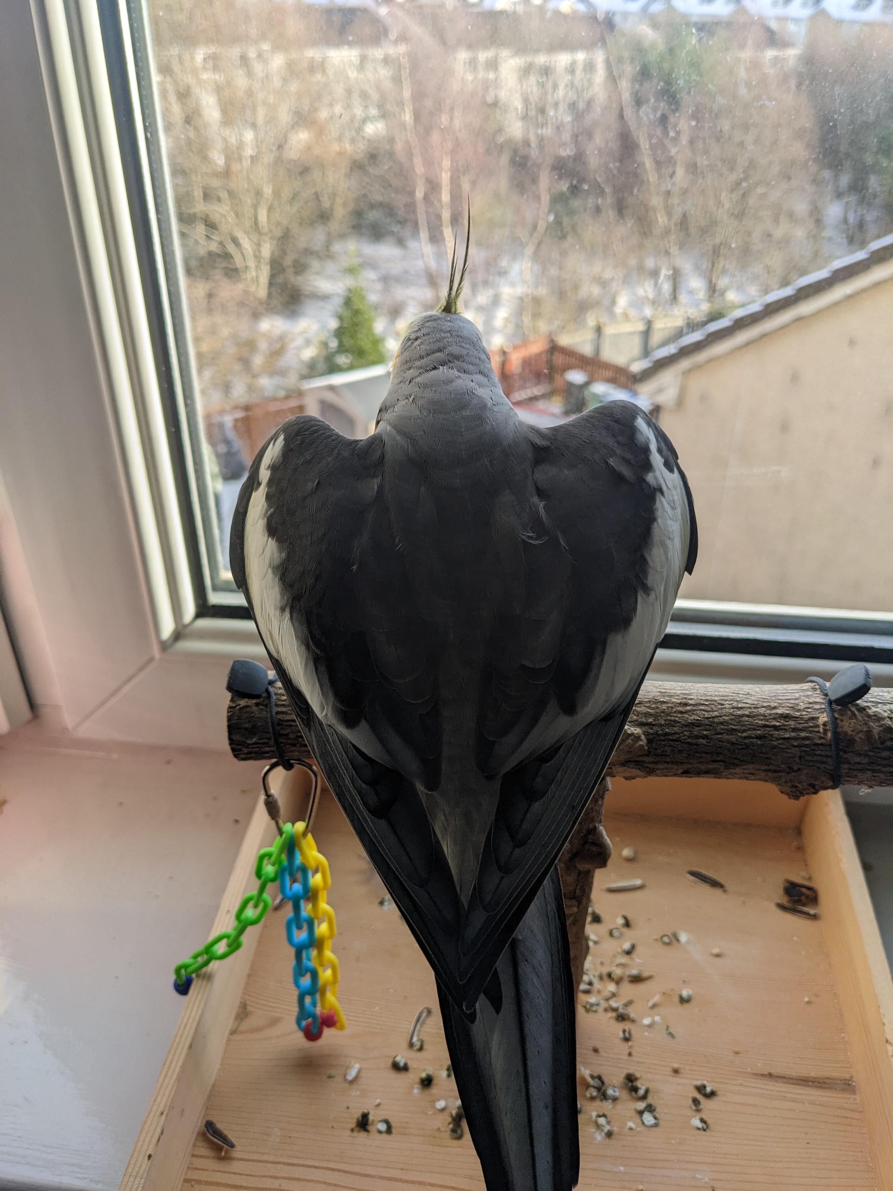 The biggest heart wings. | Scrolller